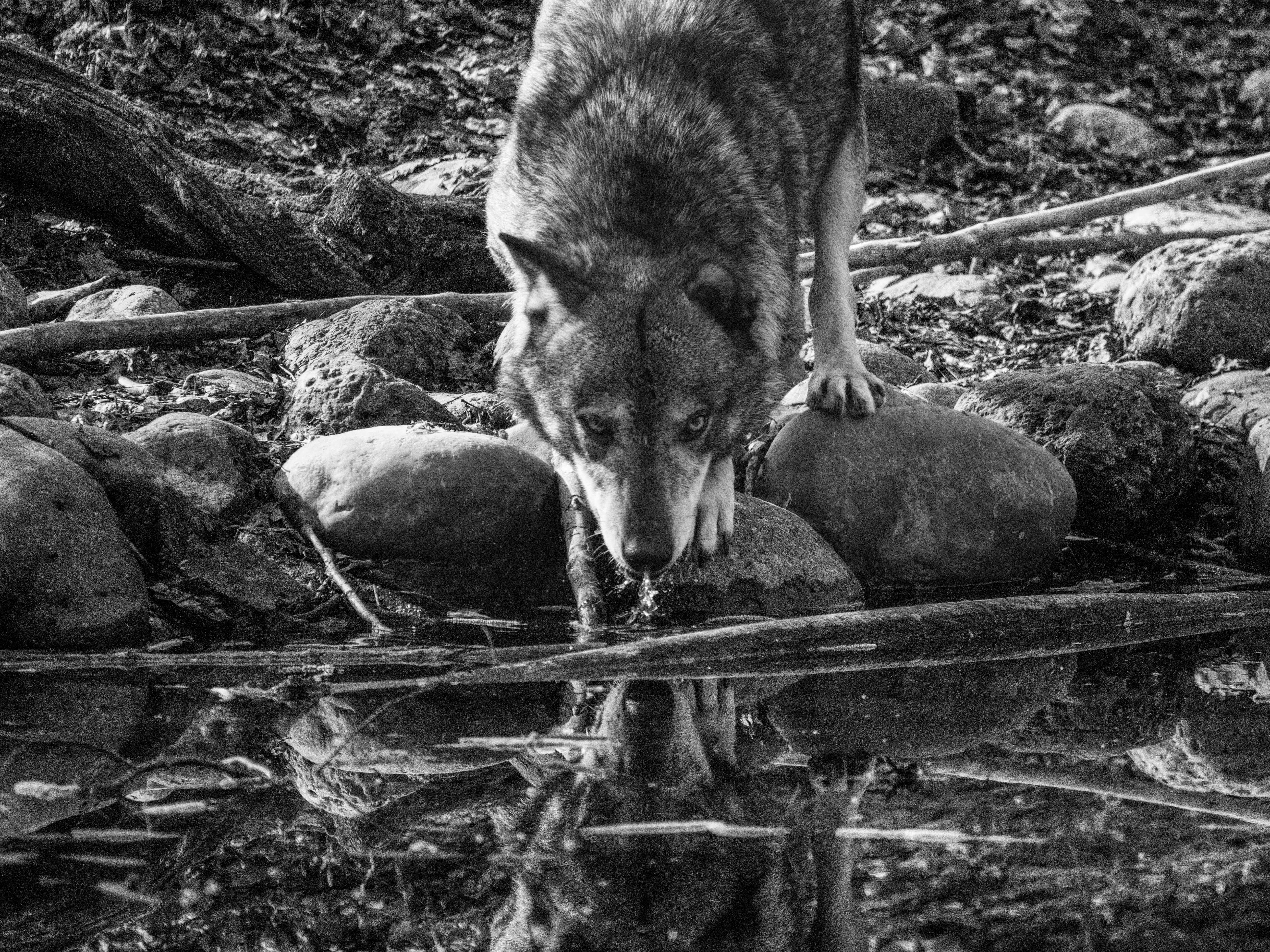 Reflections of the Wild: A Wolf's Moment