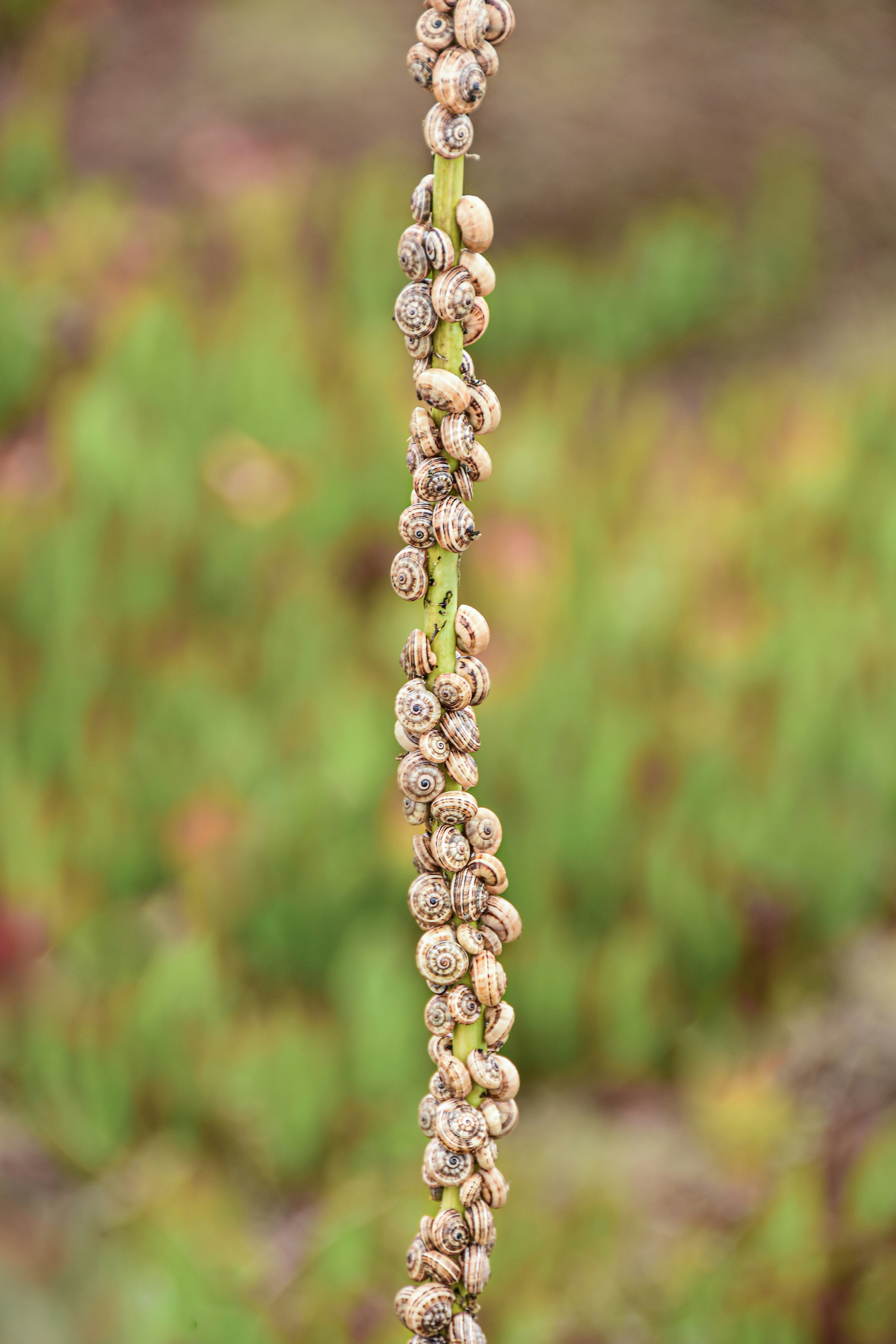 Many small snails climbing a thin plant stem