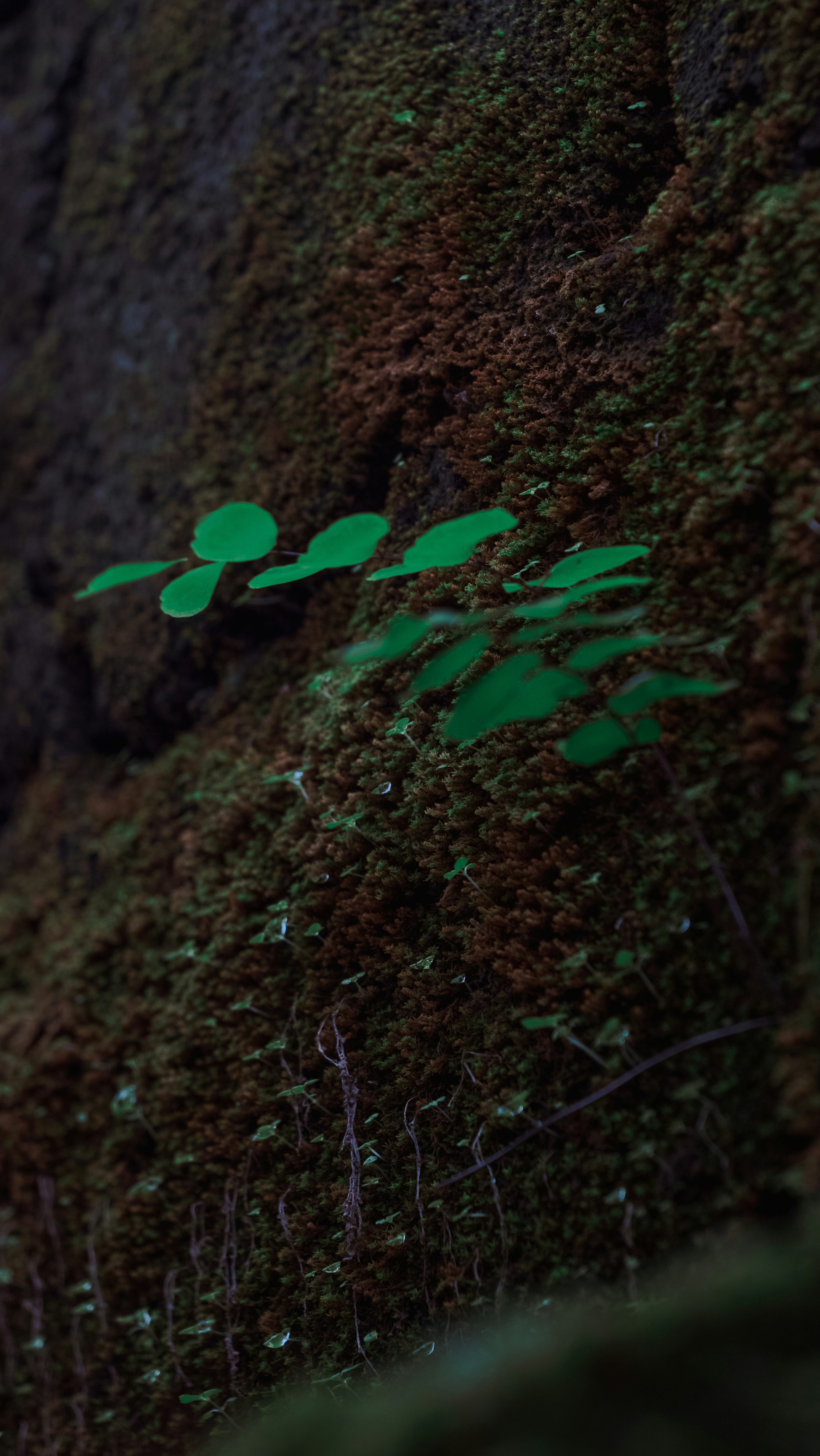 Emerald Sprouts on a Moss-Cloaked Wall