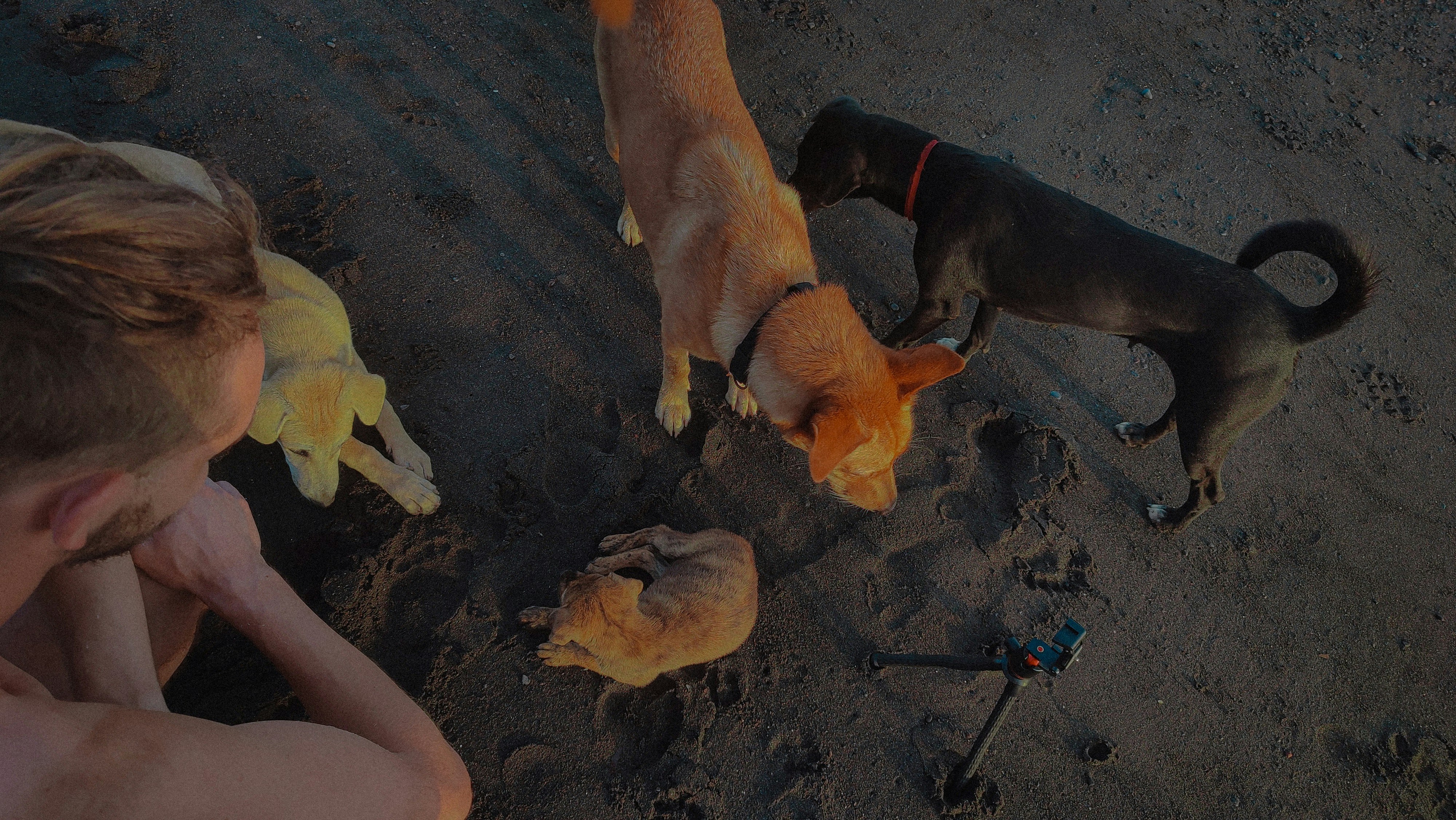 Dogs Gather Around a Sand-Dusted Moment