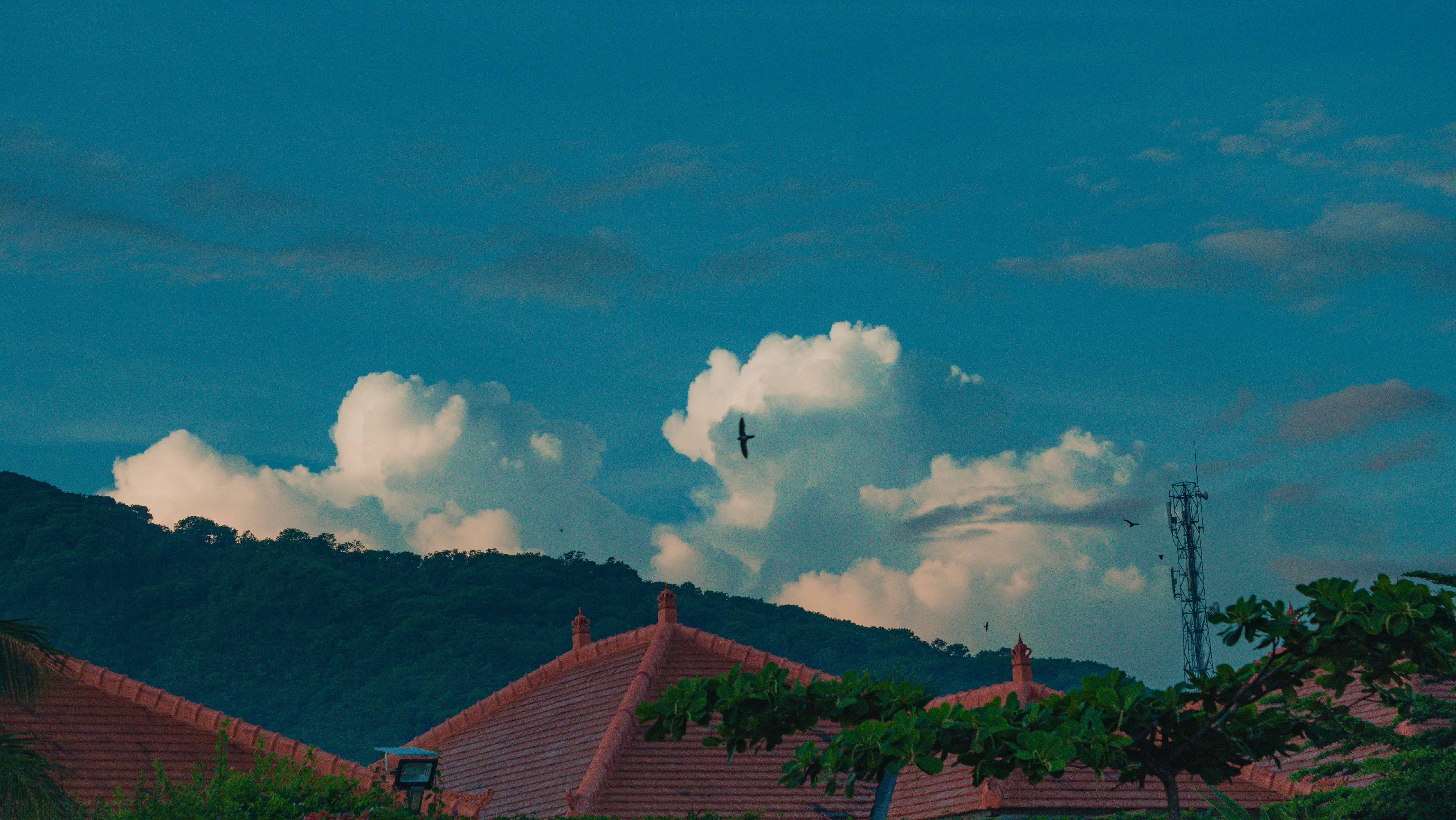 Soaring Above Tranquil Rooftops