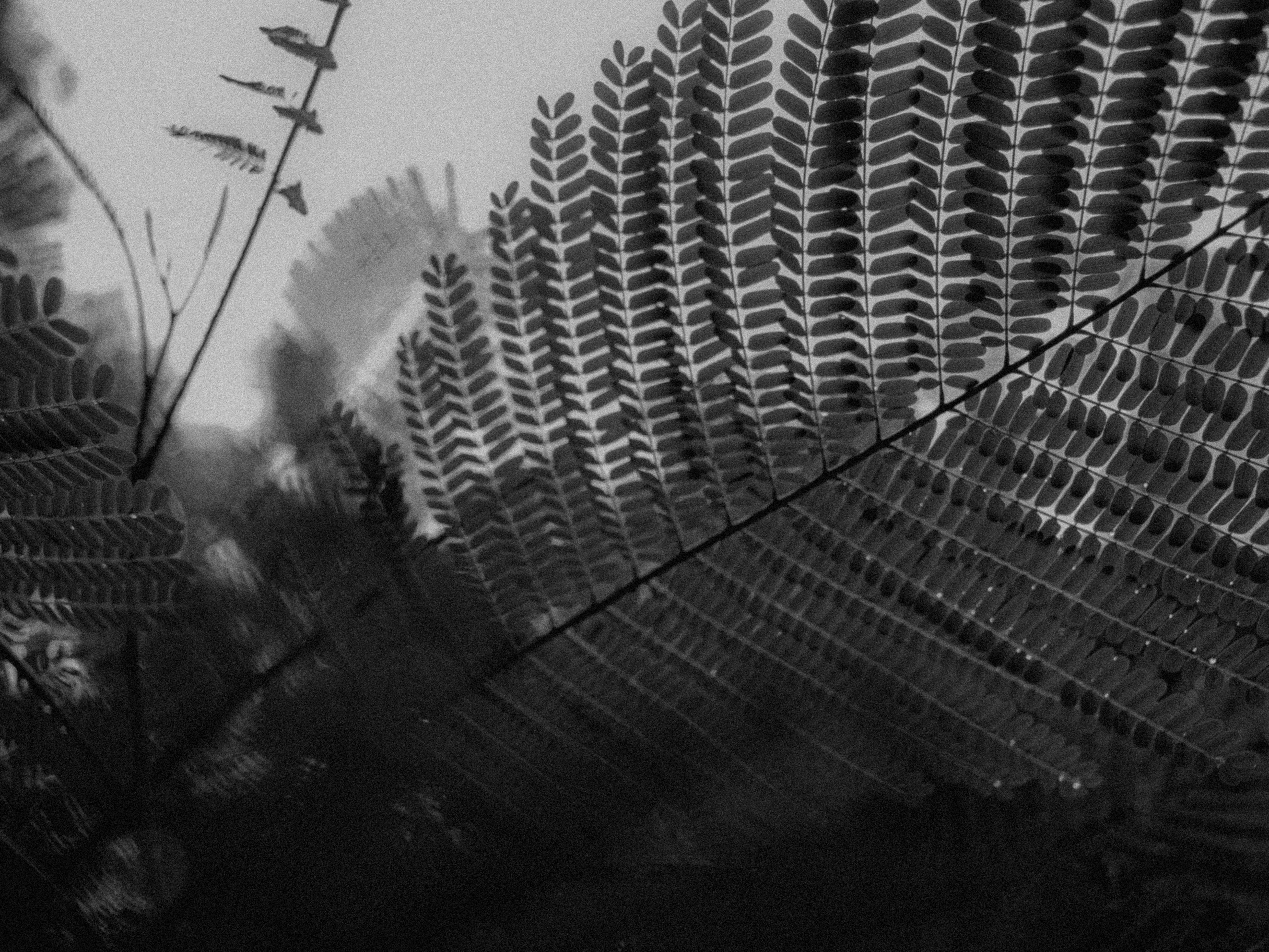 Monochrome Fern: Delicate Fronds in Quiet Backlight
