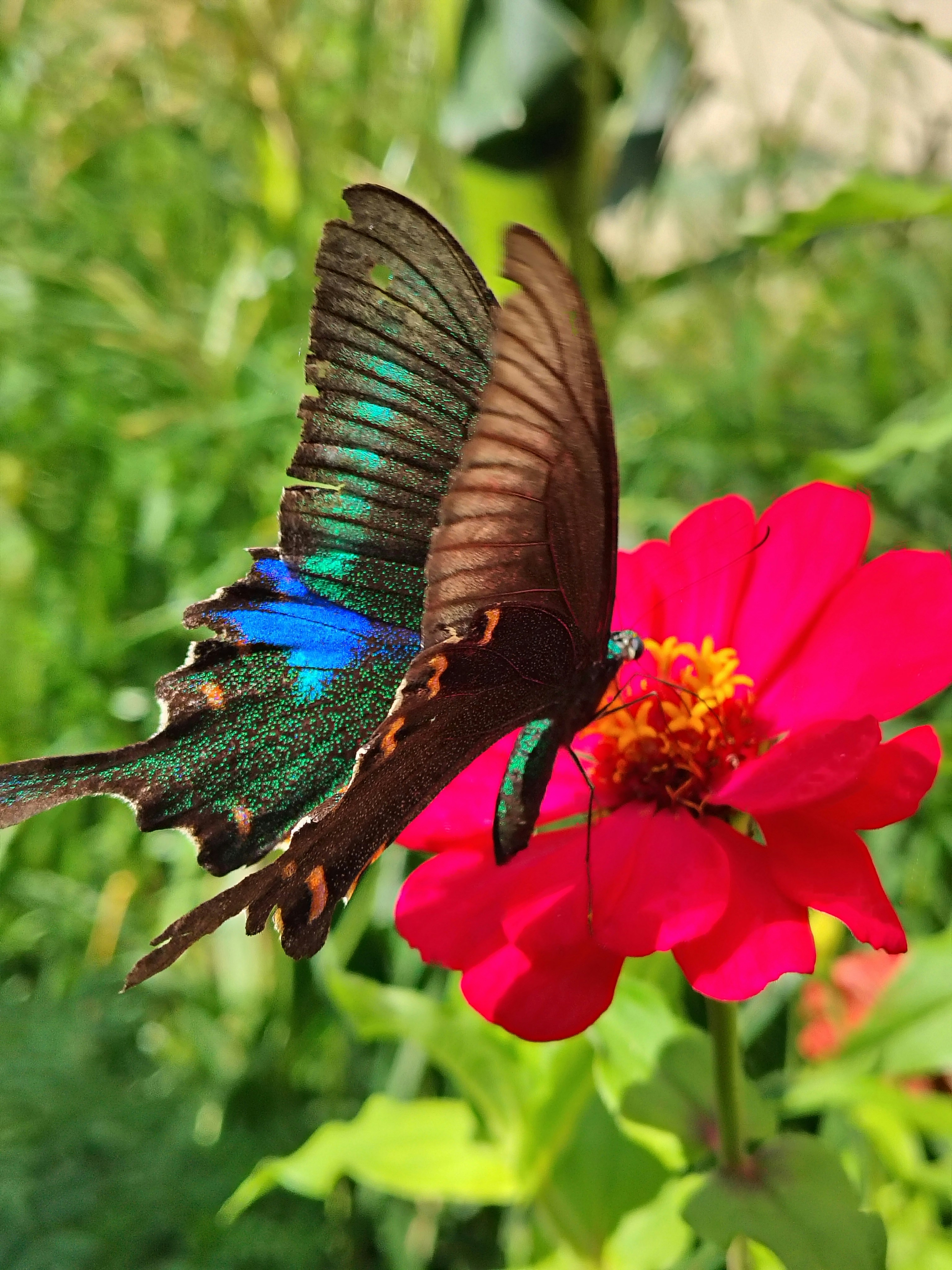 The restless beauty is extracting the nectar to quench it's everlasting thirst. | A butterfly with green and blue wings rests on a pink flower.