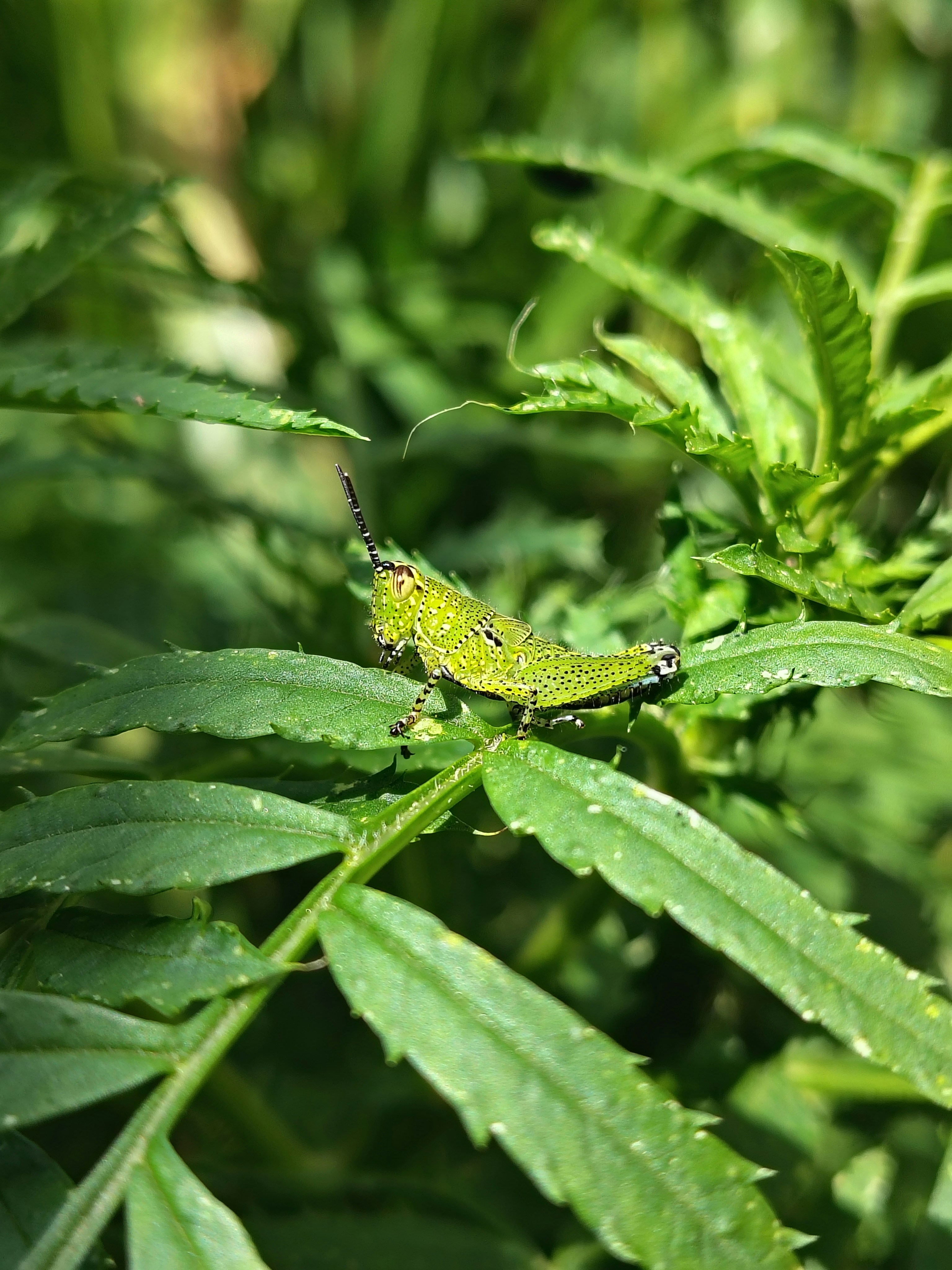 Bright green grasshopper perched on a leaf amidst lush foliage, showcasing intricate details of its body and the surrounding environment.
