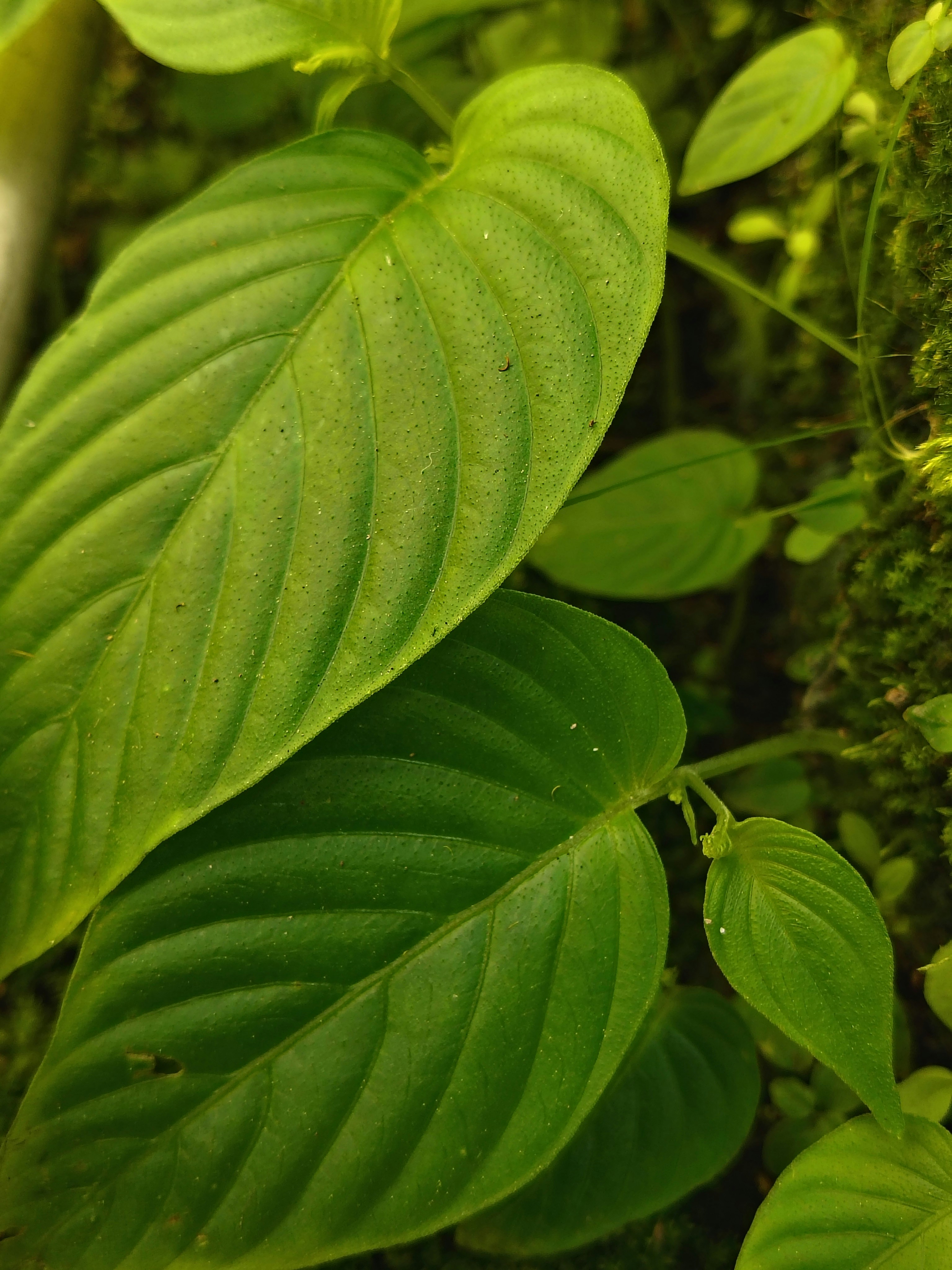 Leaf carries essence of a plant more than anything to survive in the greens. | Close-up of lush green leaves with textured veins.