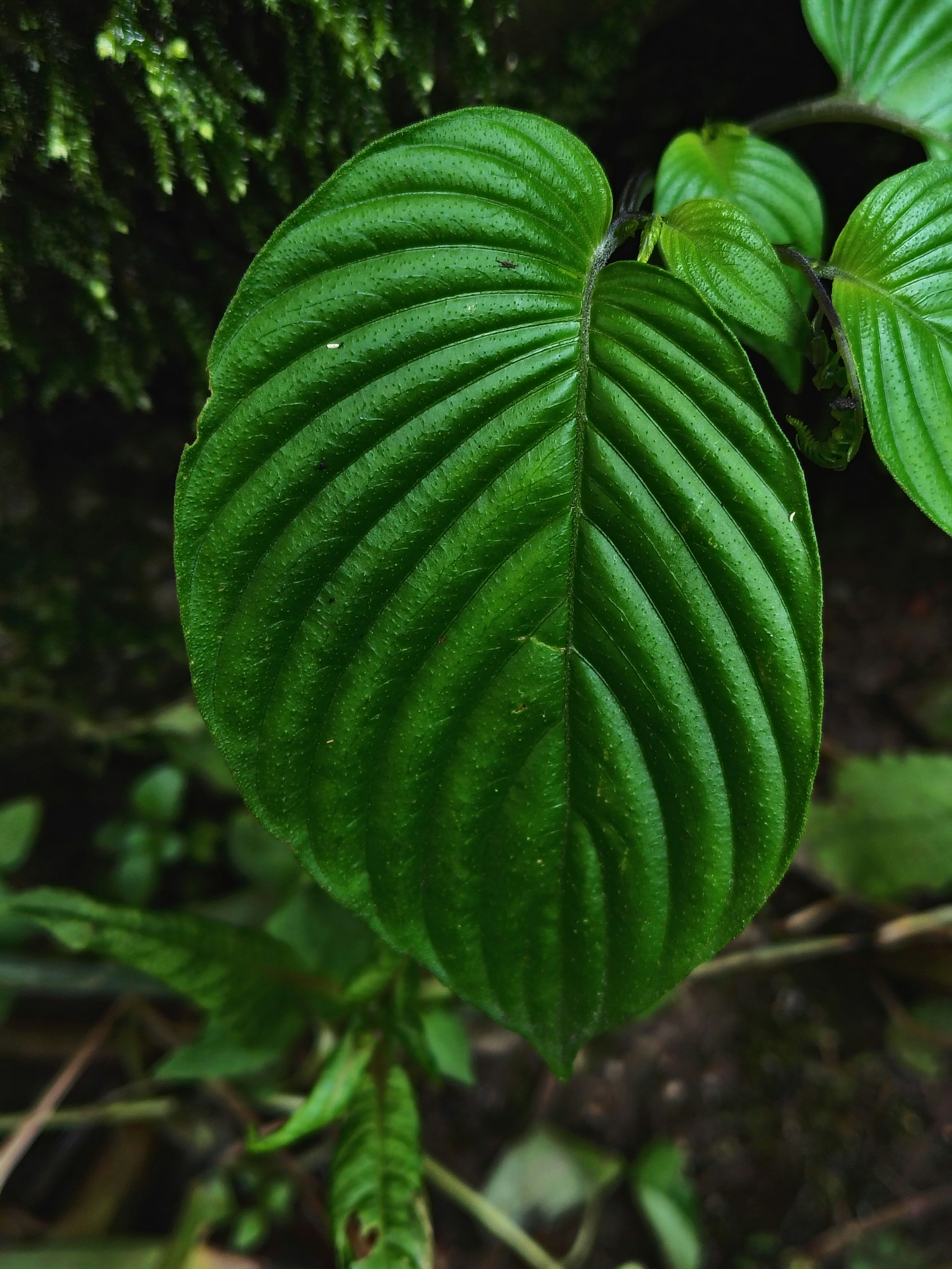 Beauty in the wild blooms in multitude. | A vibrant green leaf with prominent veins