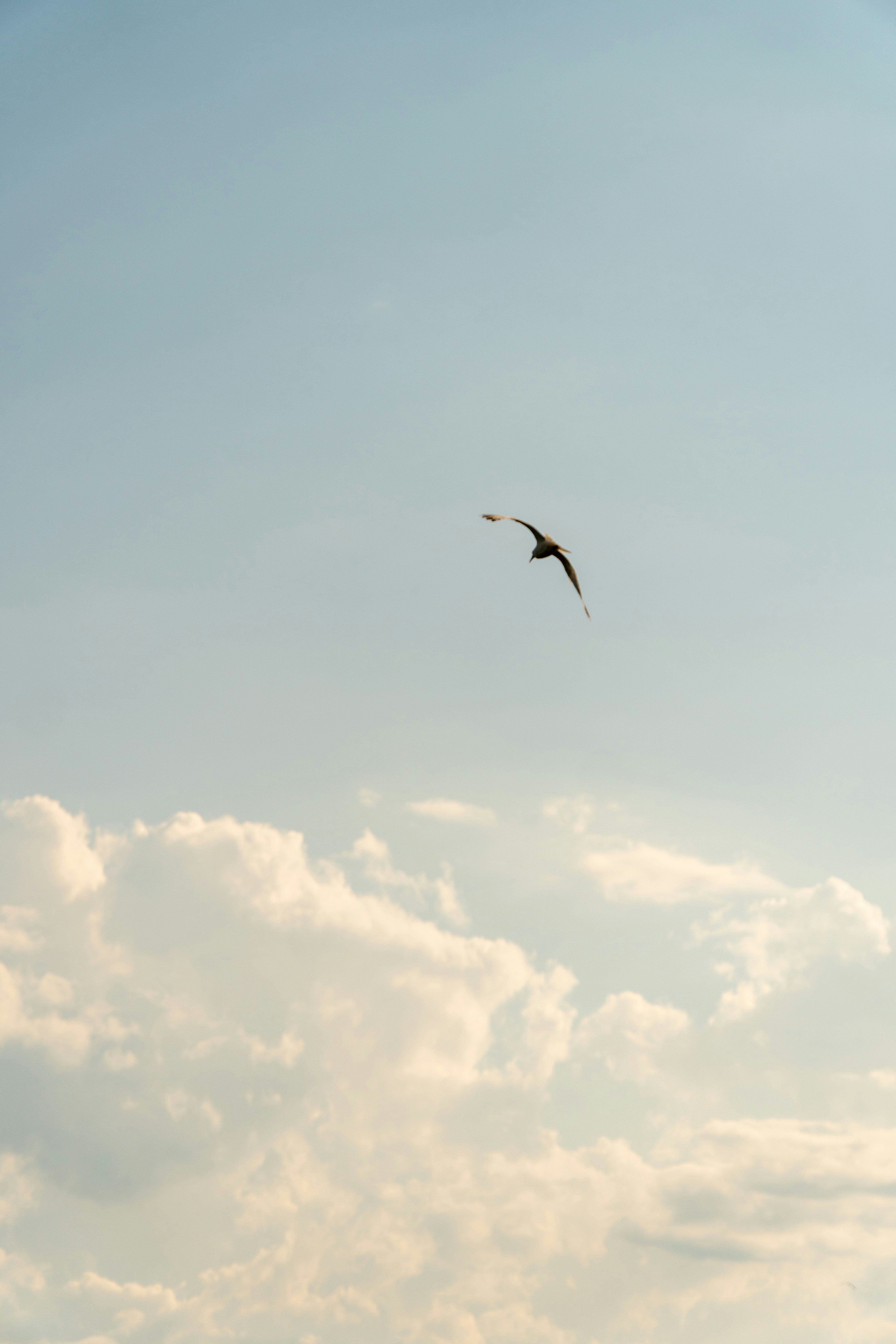 A bird soars through a cloudy sky
