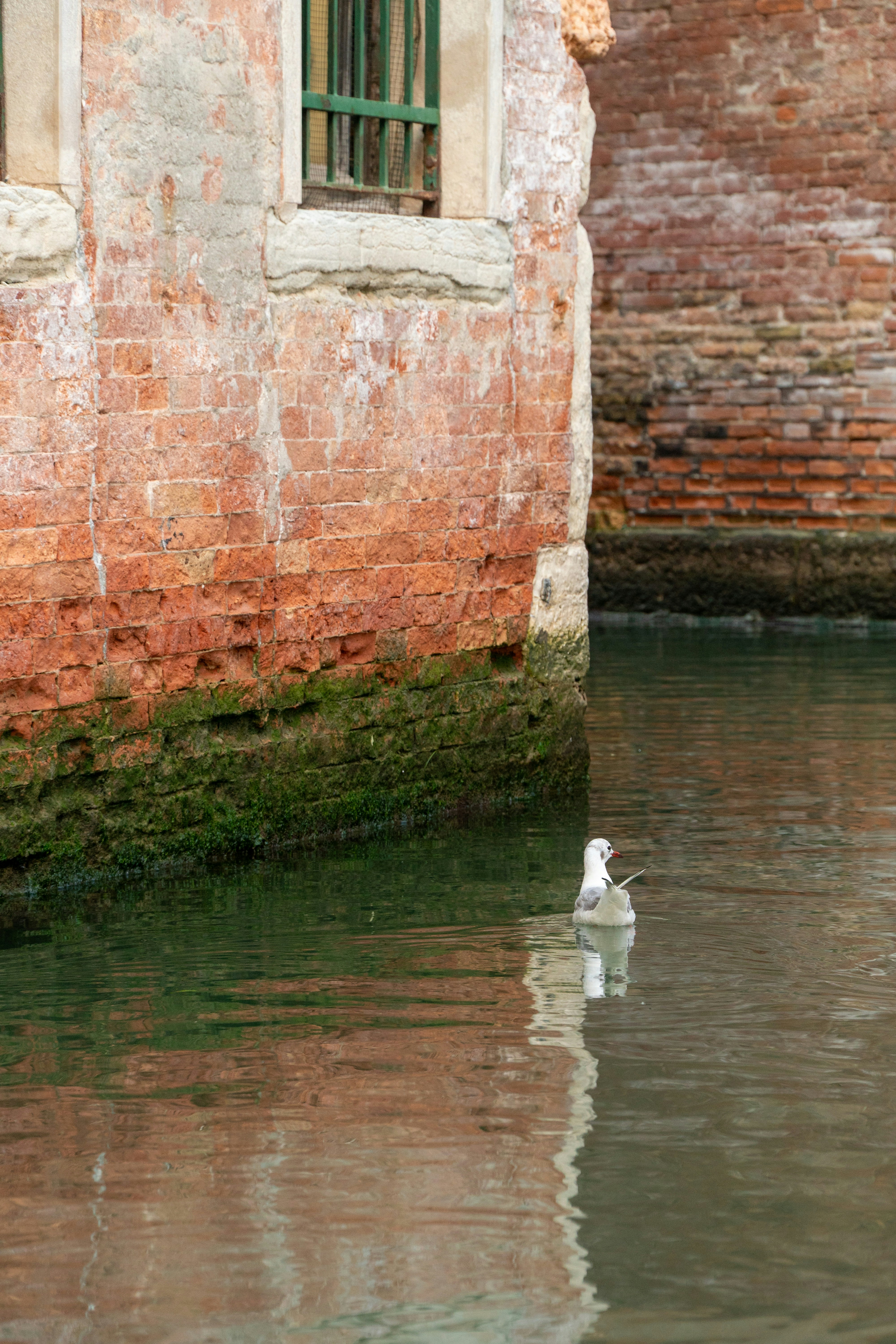 Reflections of History: A Seagull's Moment