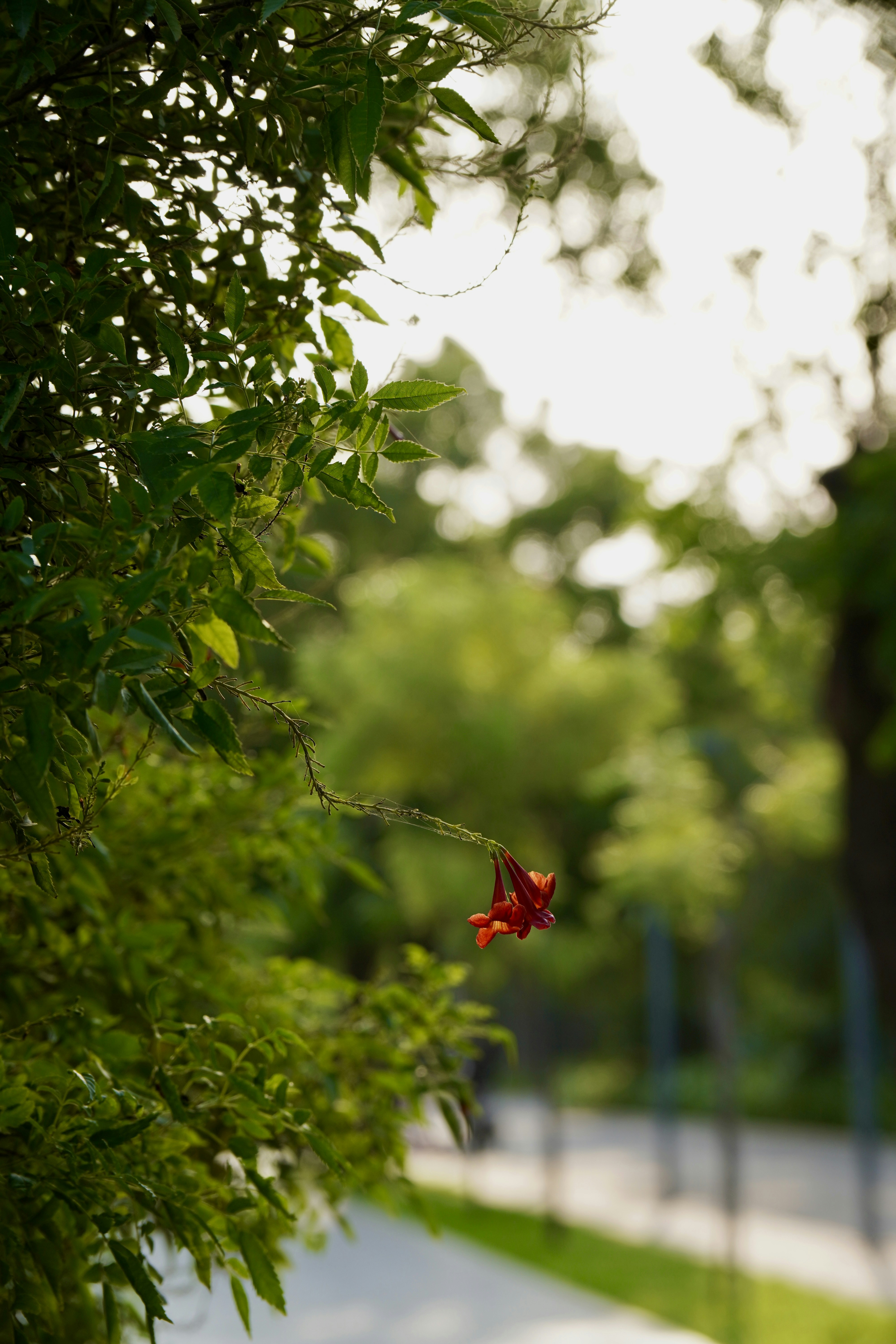 A Whisper of Red Amidst Lush Greenery