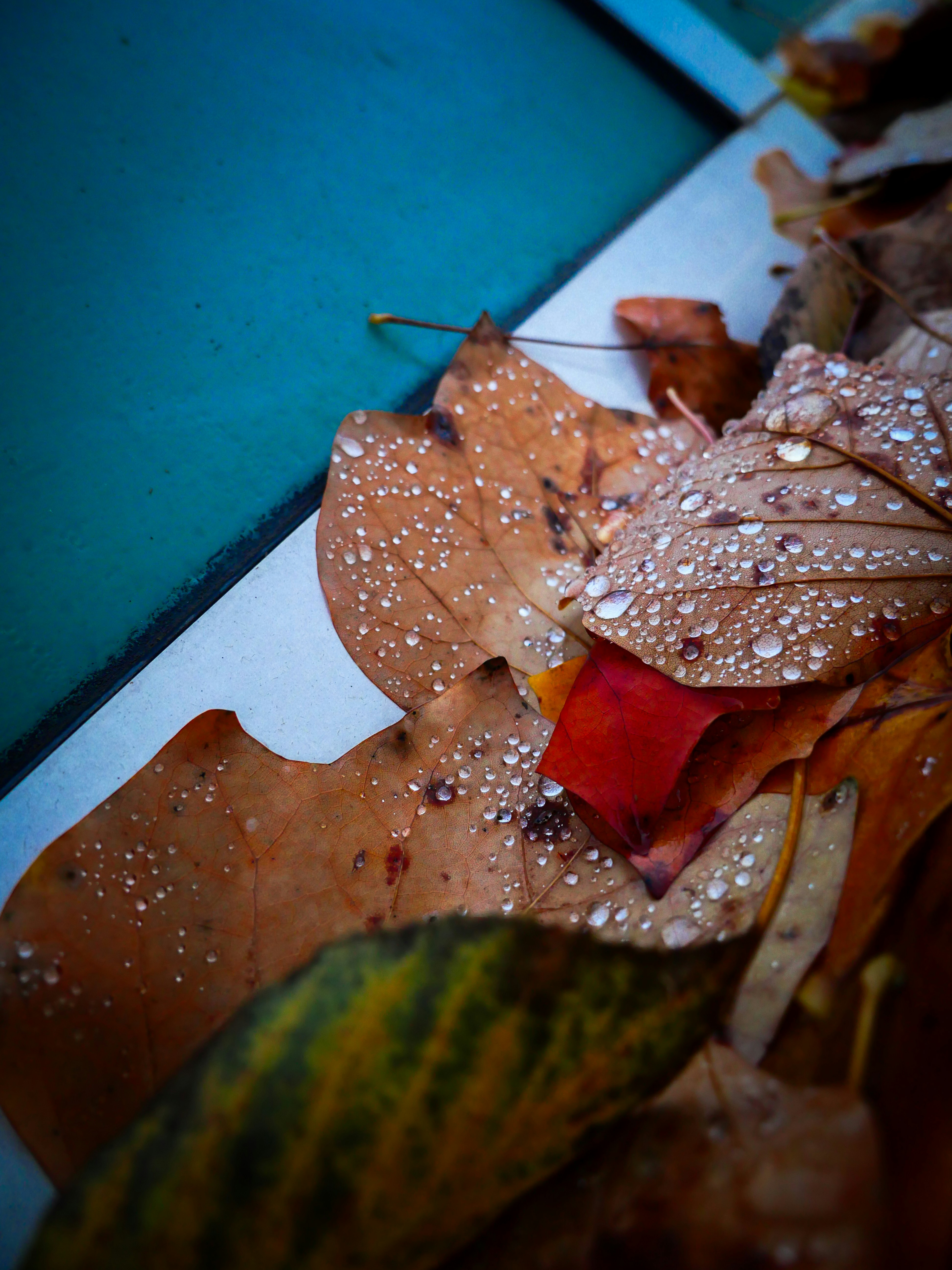 Whispers of Autumn: A Leaf's Reflection