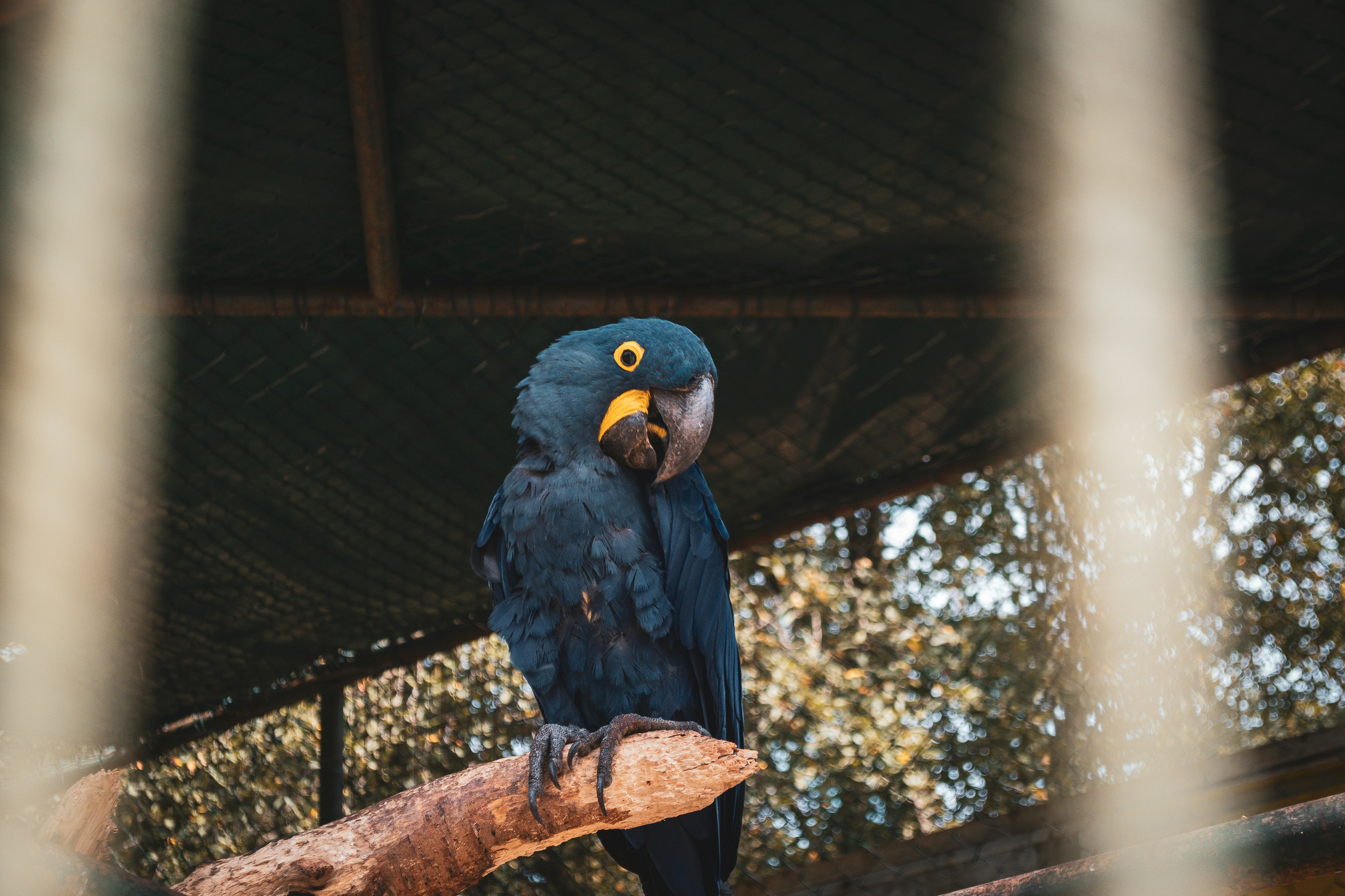 A blue parrot sits on a branch indoors.