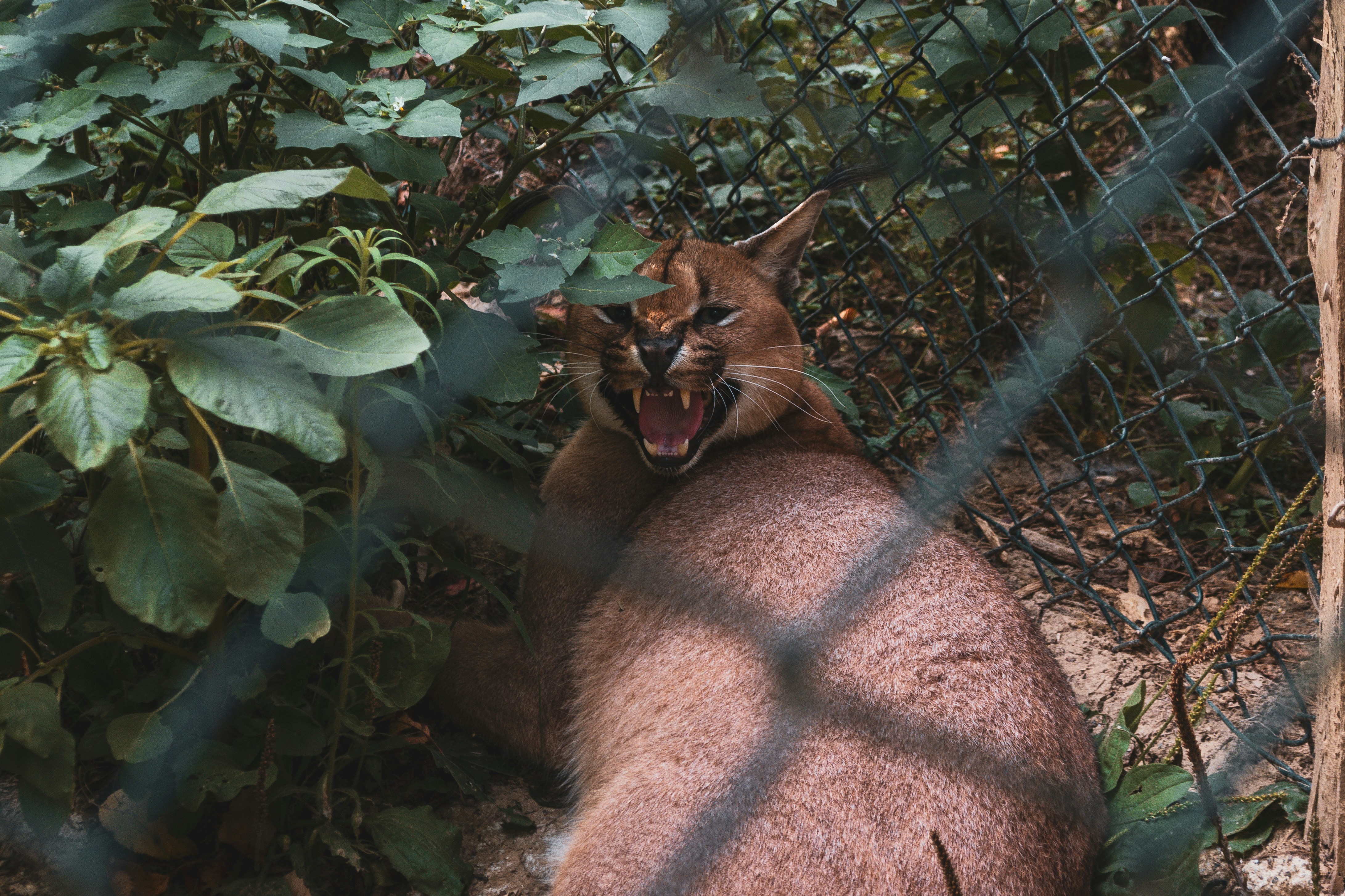 A caracal cat snarls behind a fence
