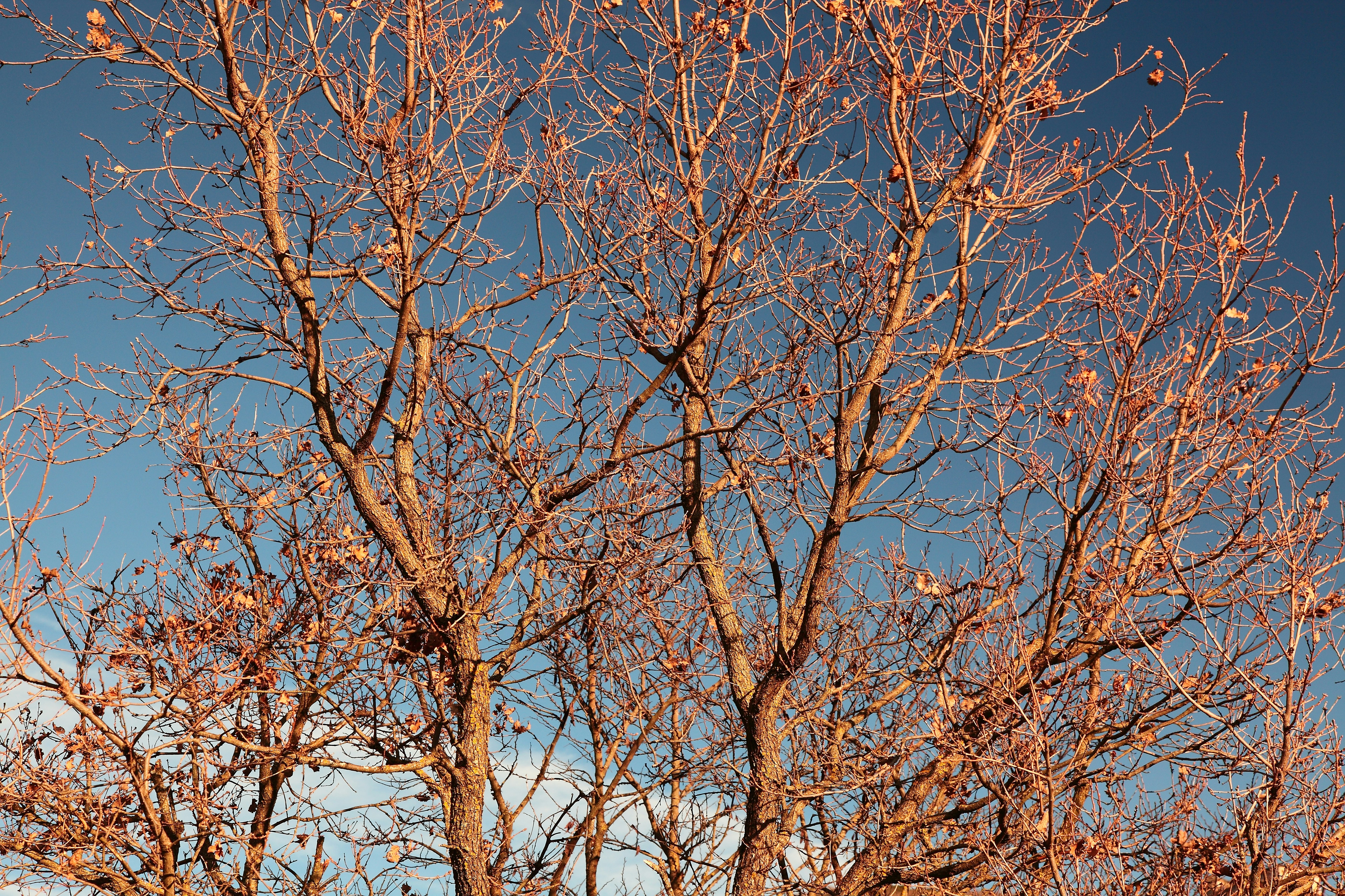 The Naked branches are lit by the afternoon sunrays. | Bare tree branches against a bright blue sky