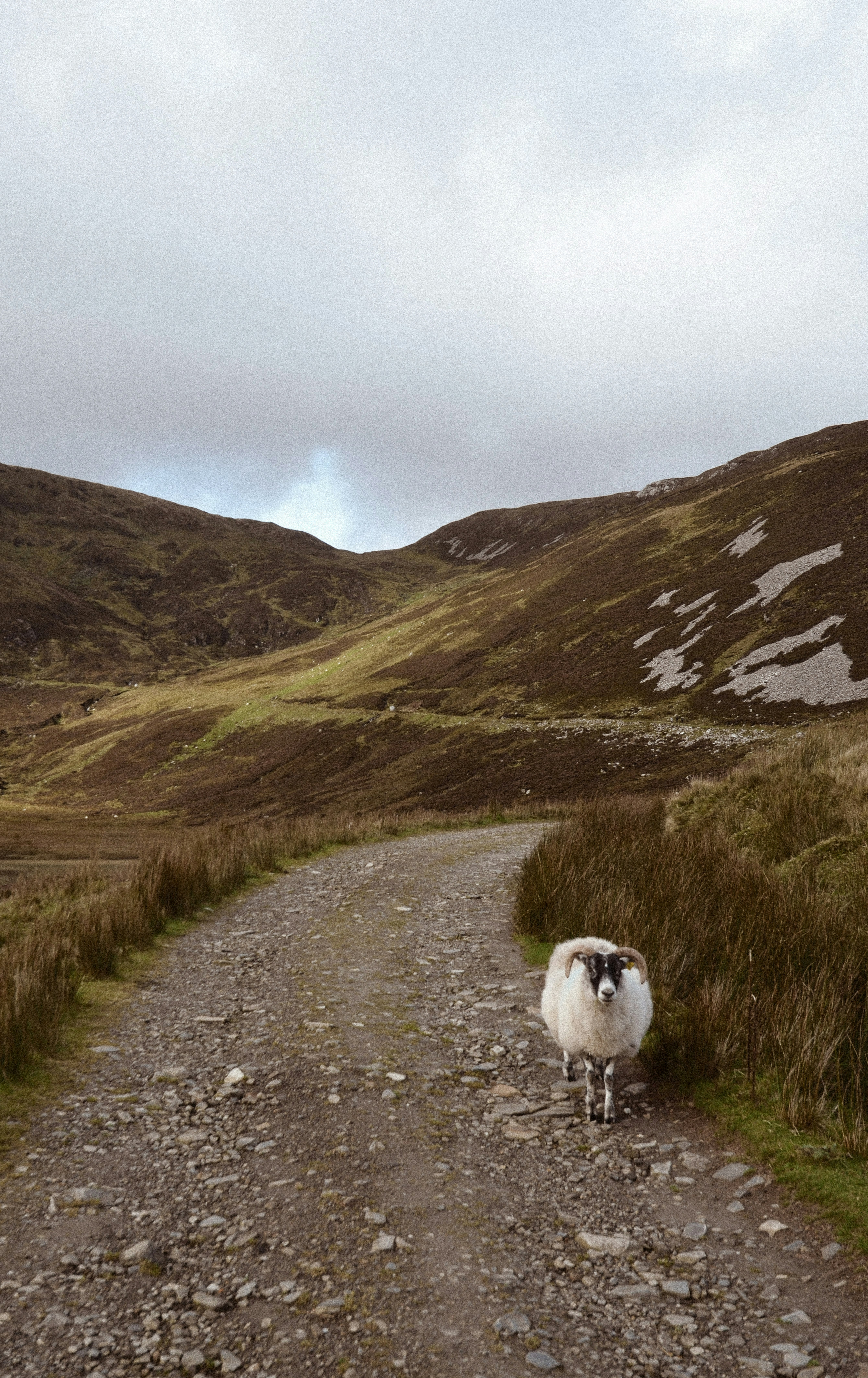 Revisited 2019 | A sheep walks on a gravel path in the mountains.
