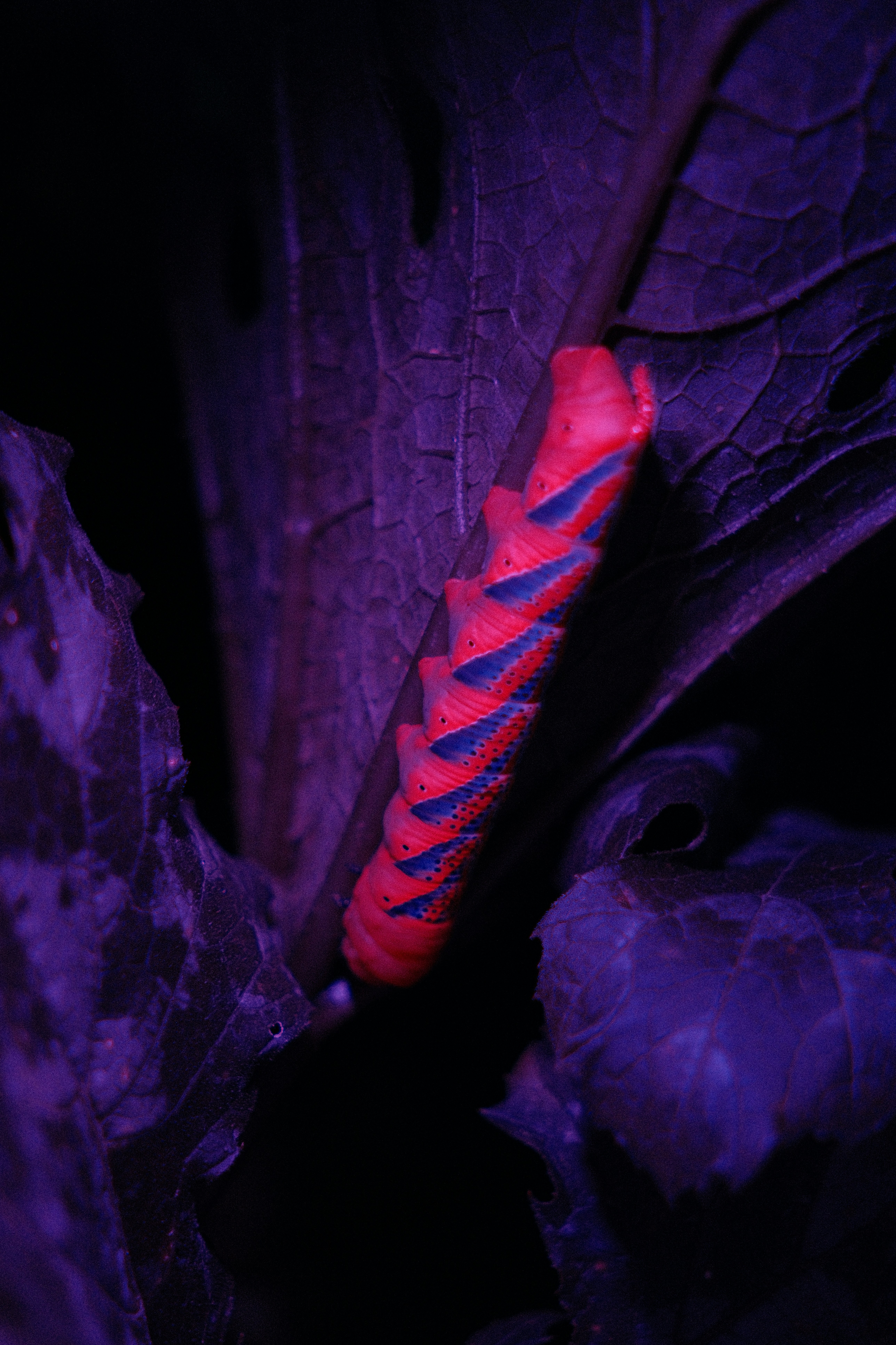 A bright pink caterpillar with blue stripes on a purple leaf