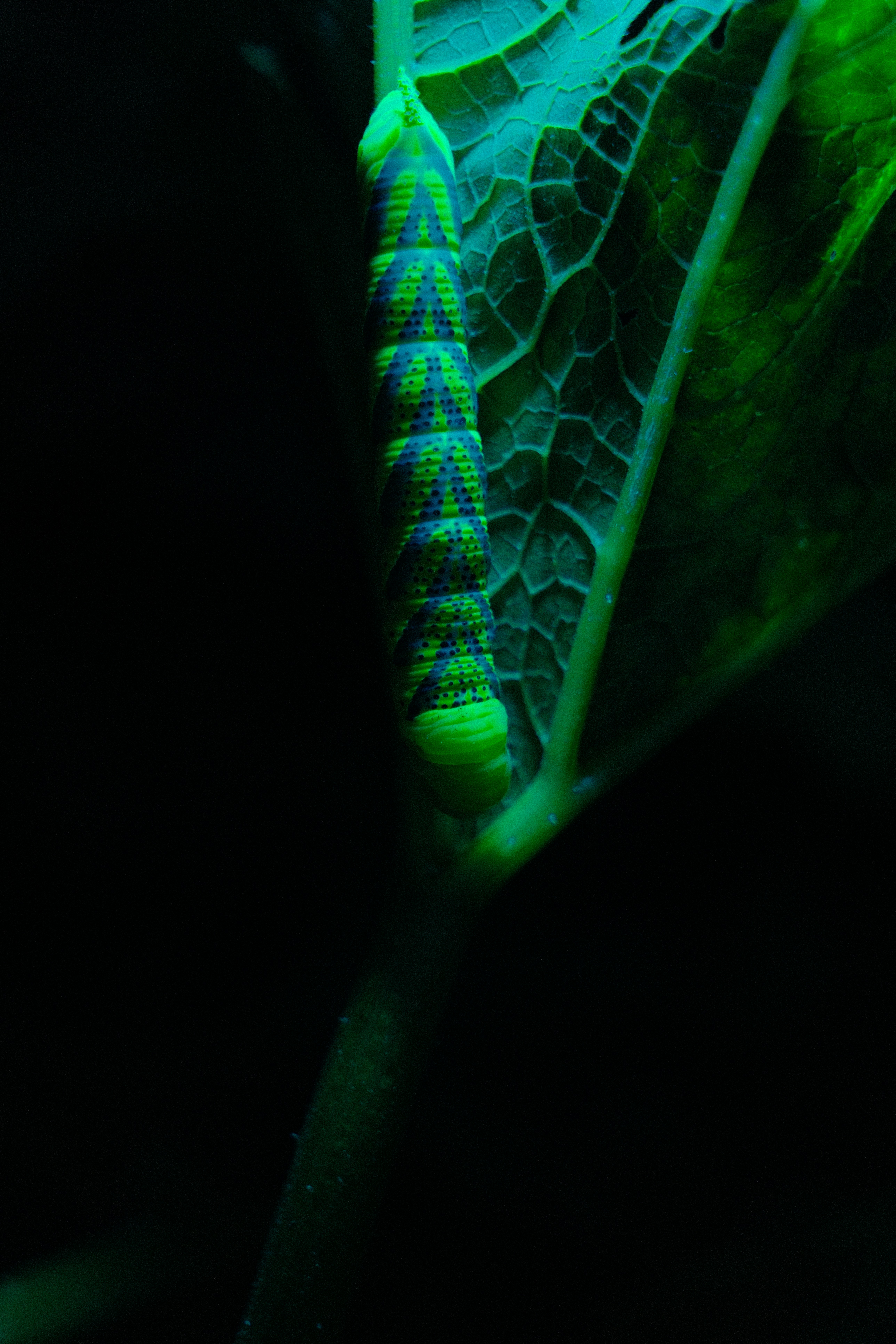 Green caterpillar with blue stripes on a leaf