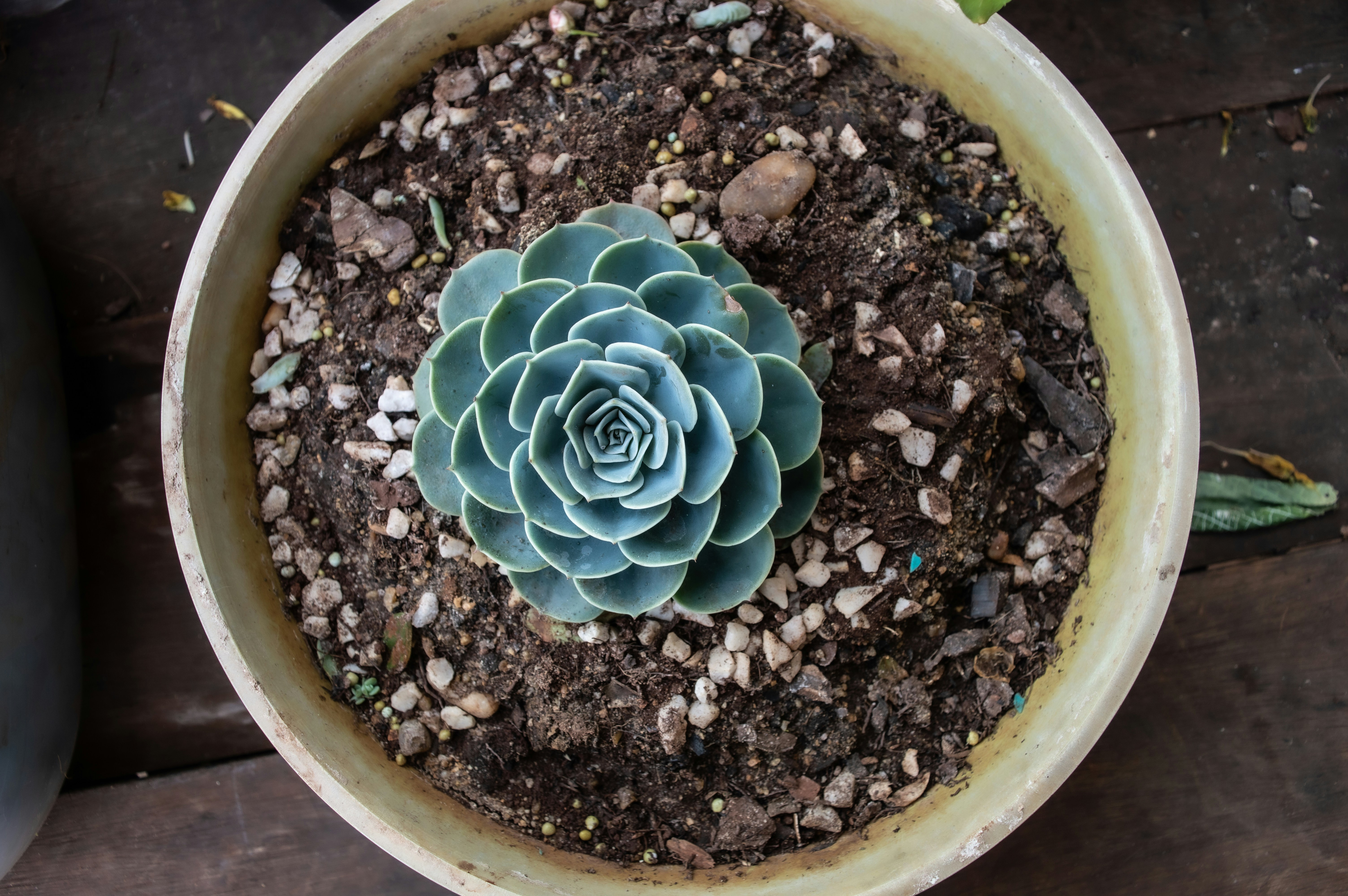 Succulent Symphony: Nature's Geometric Wonder