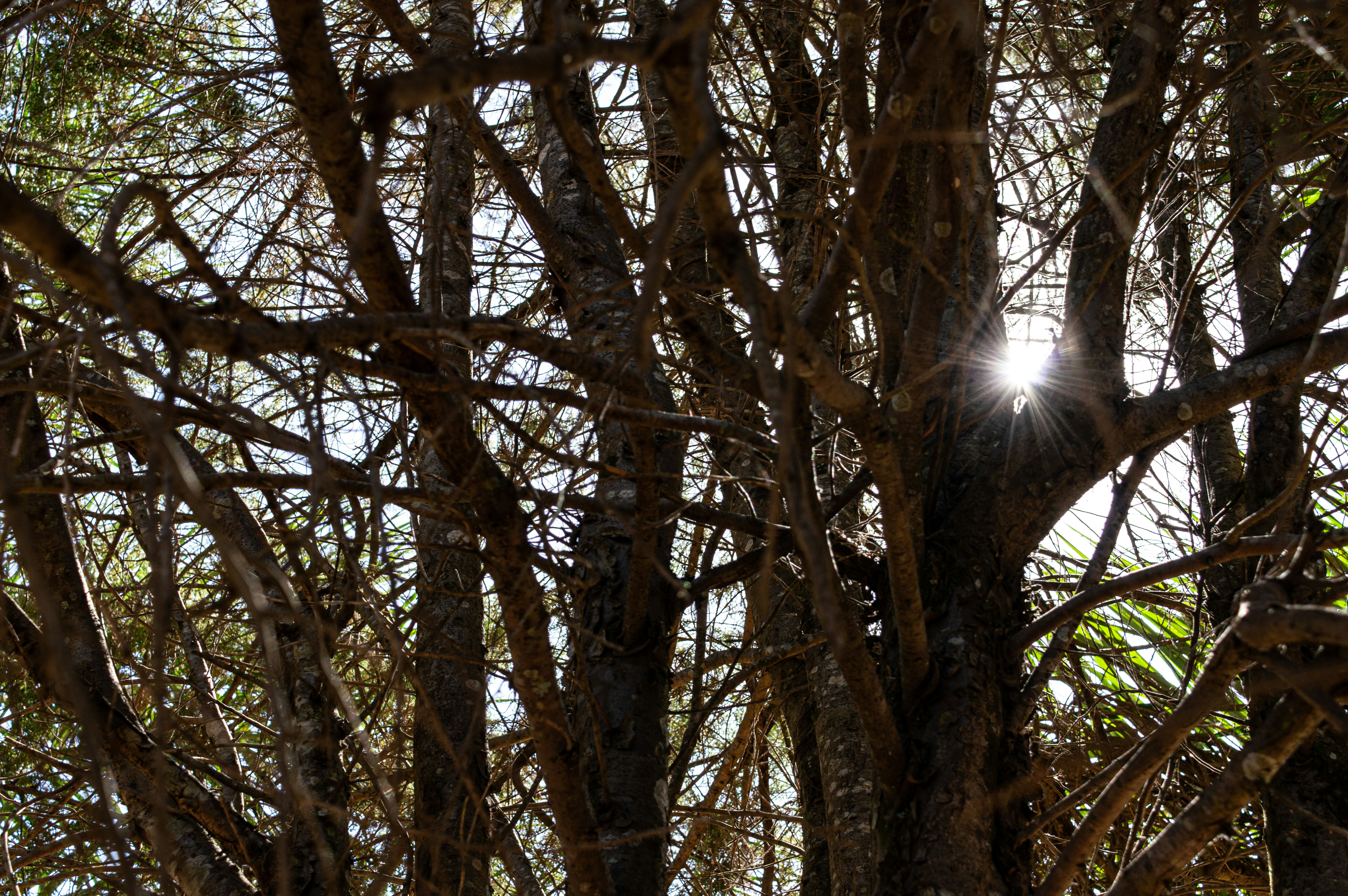 Sunlight filters through dense tree branches