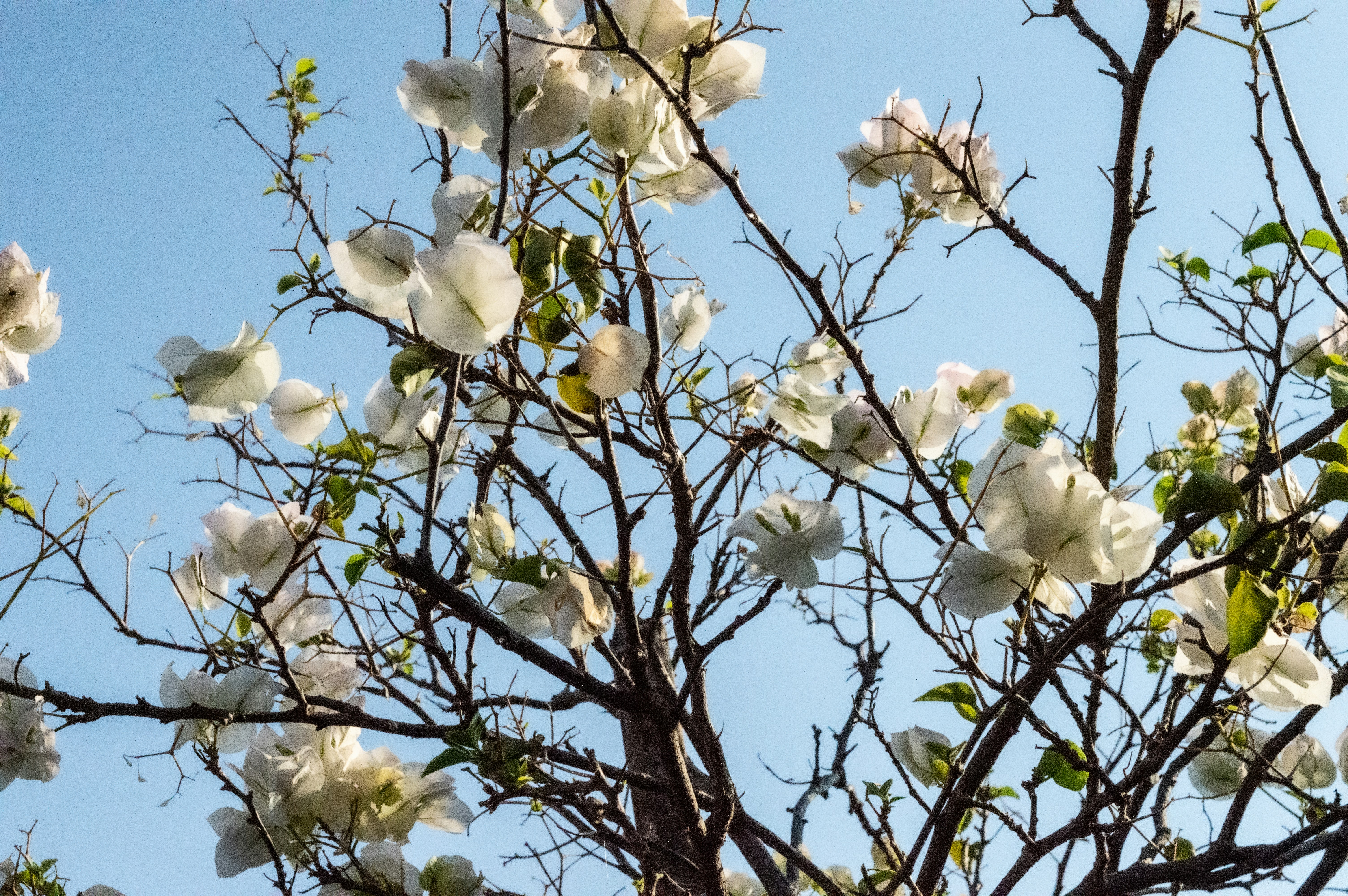 White bougainvillea flowers against a clear blue sky