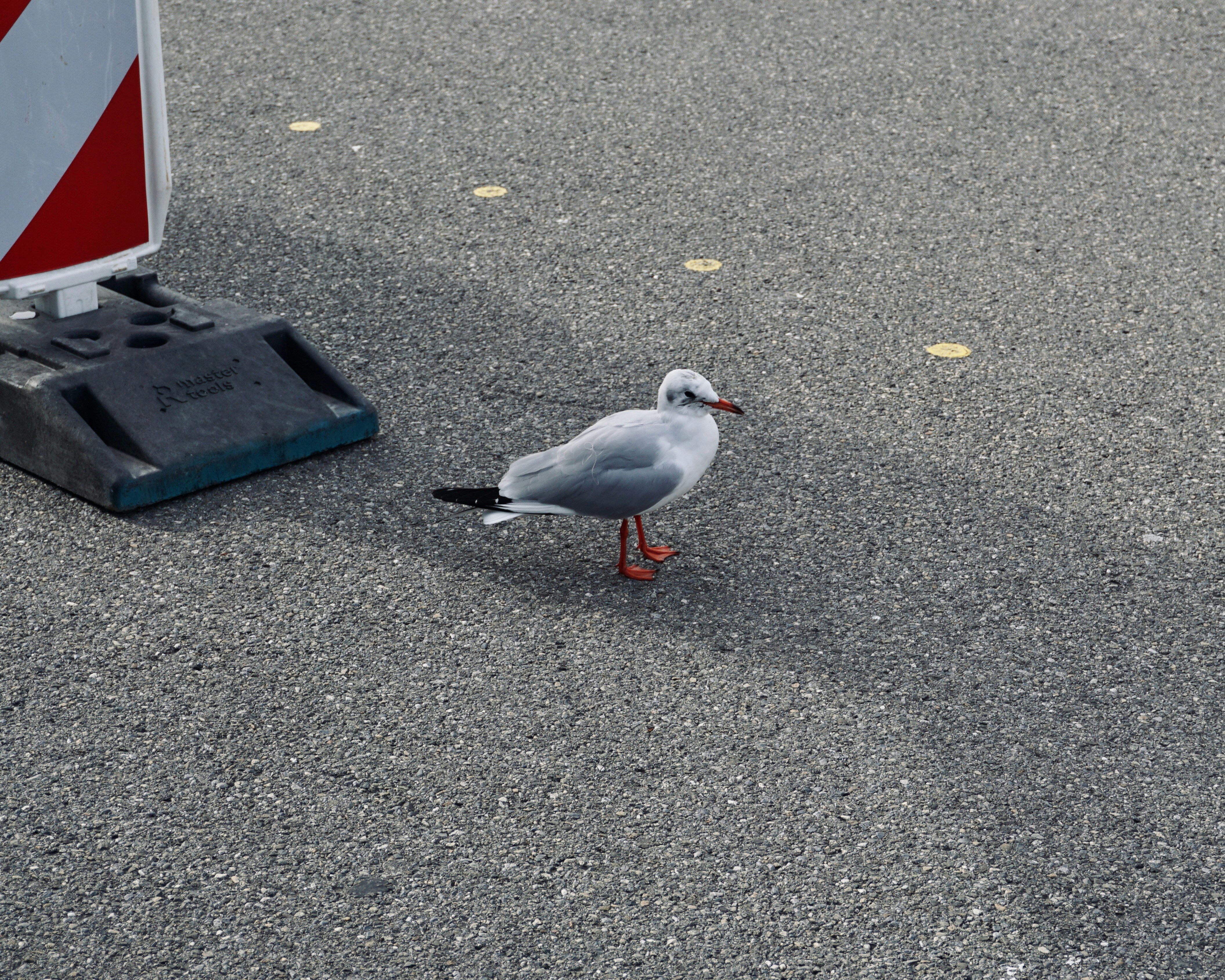 Urban Seagull: A Moment of Stillness