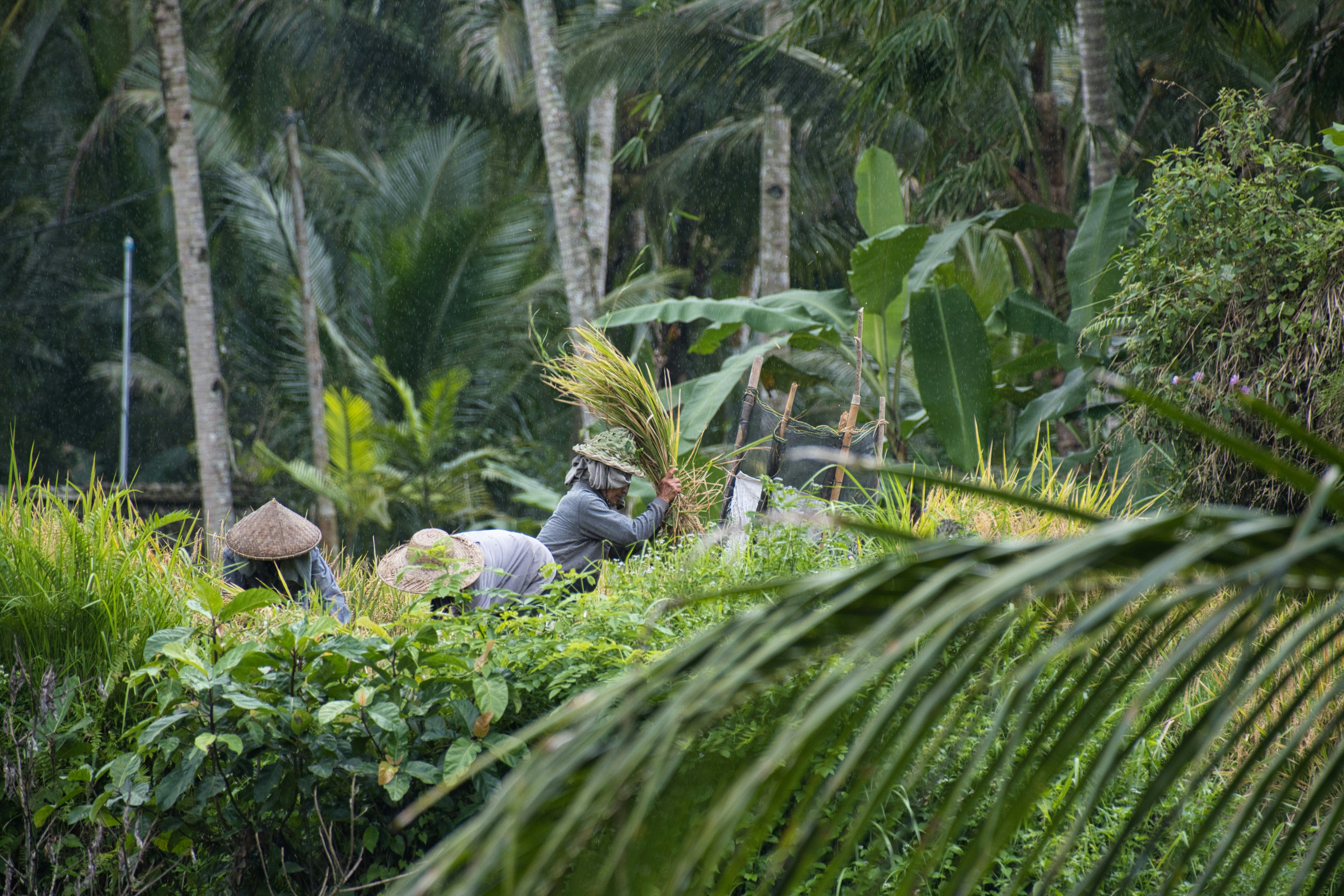 Farmers harvesting rice in a lush tropical field.