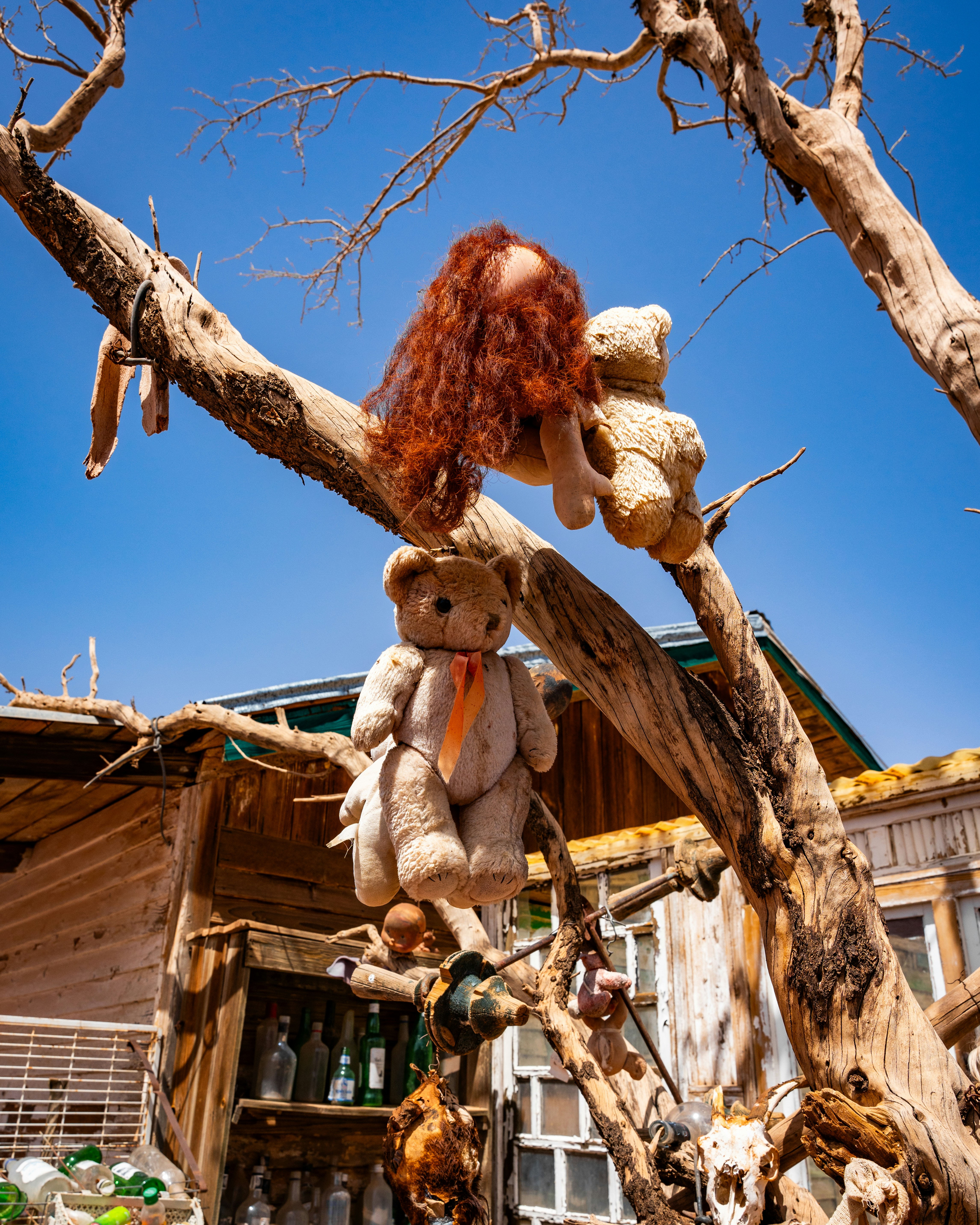 Plush Sentinels in a Sunlit Tree