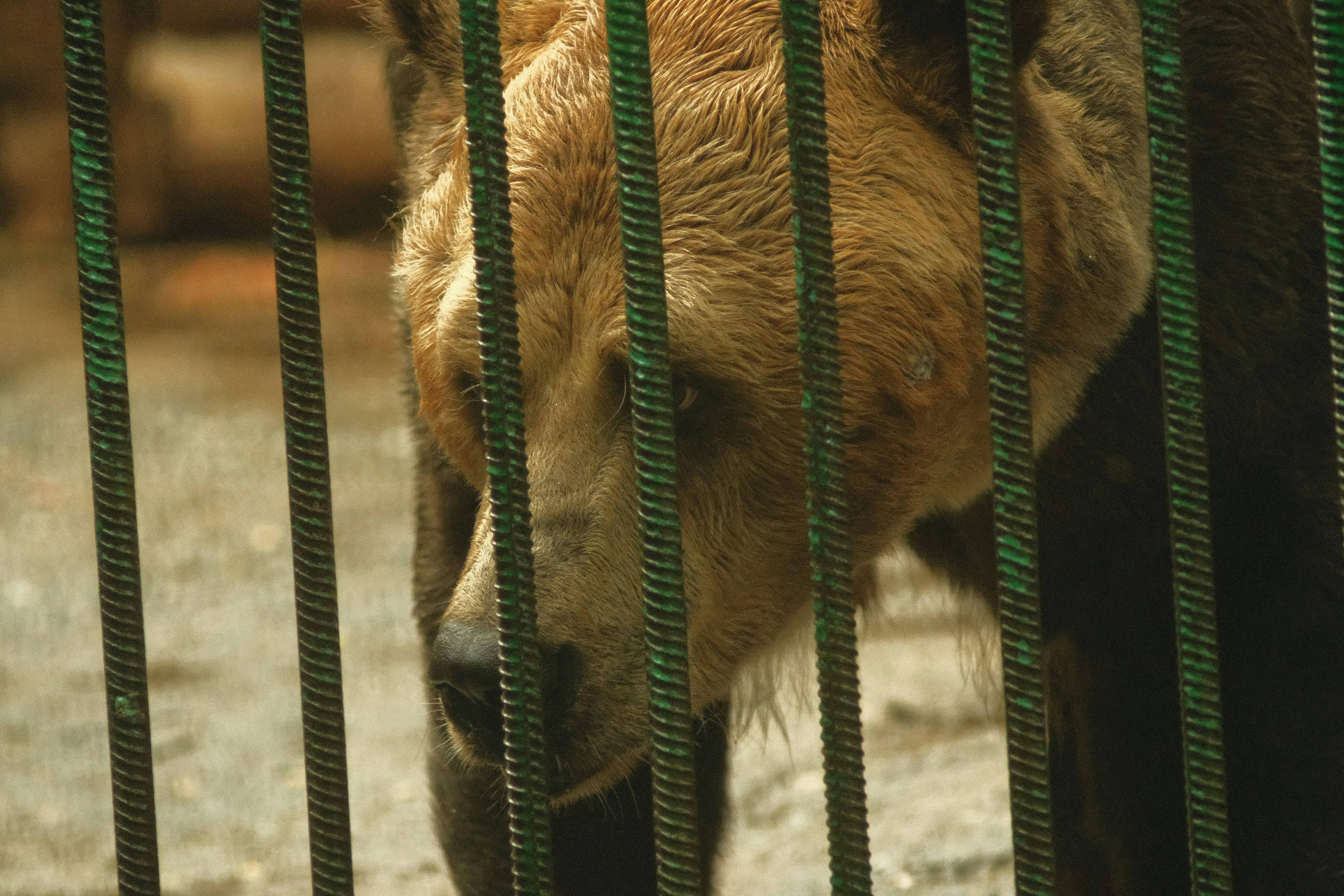 Behind the Bars: A Grizzly's Gaze