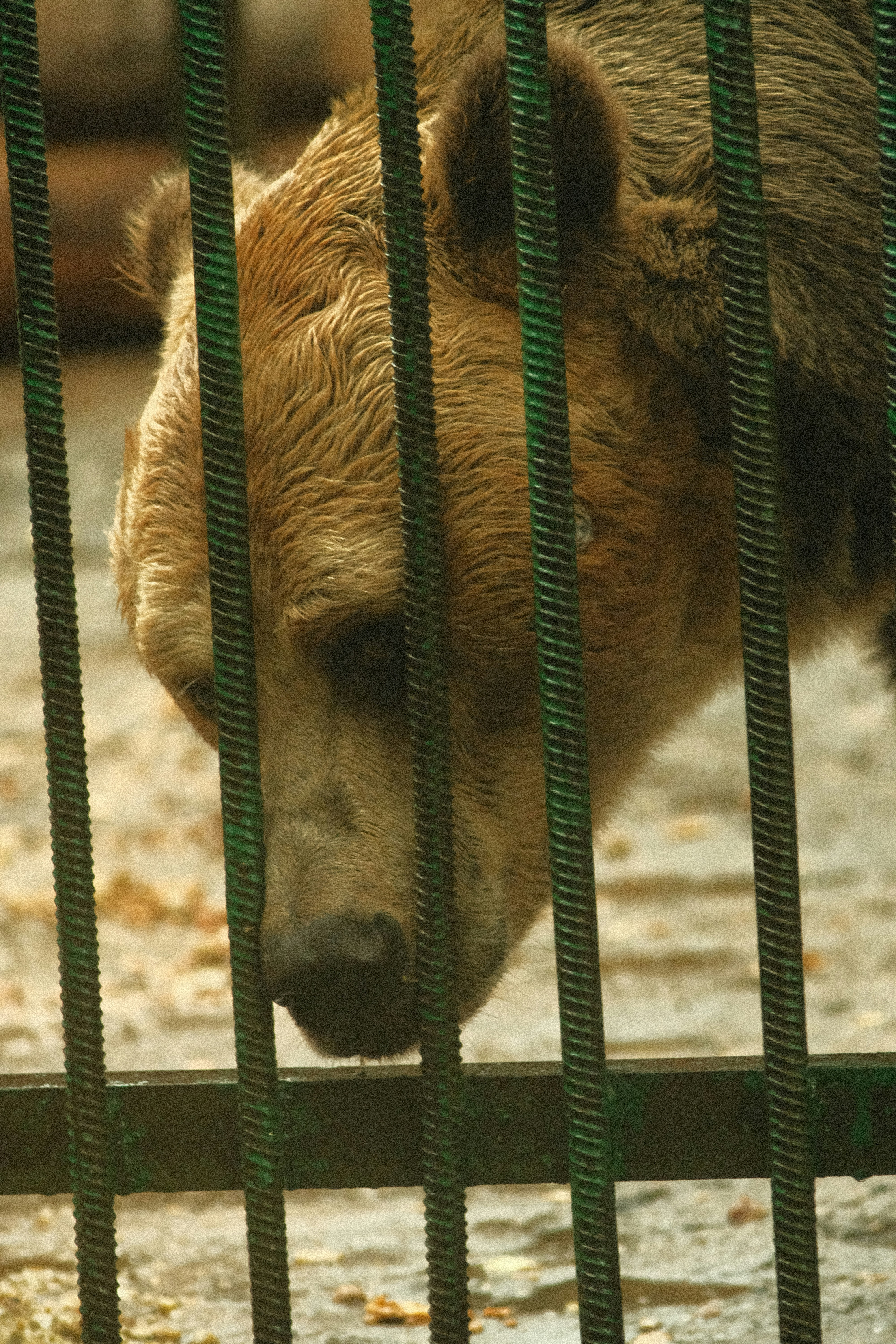 A brown bear behind green bars