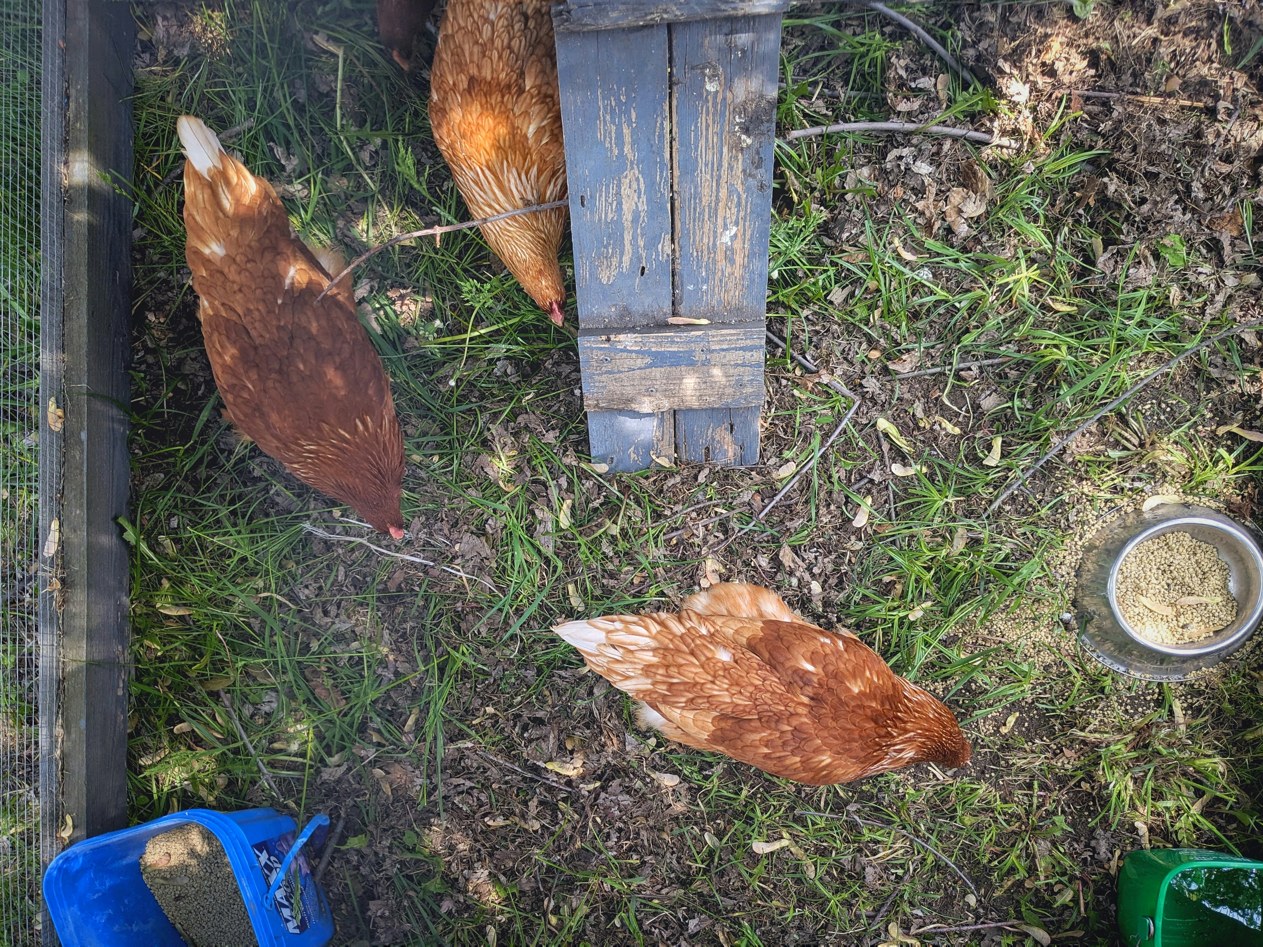 Chickens at Play: A Glimpse into Backyard Life