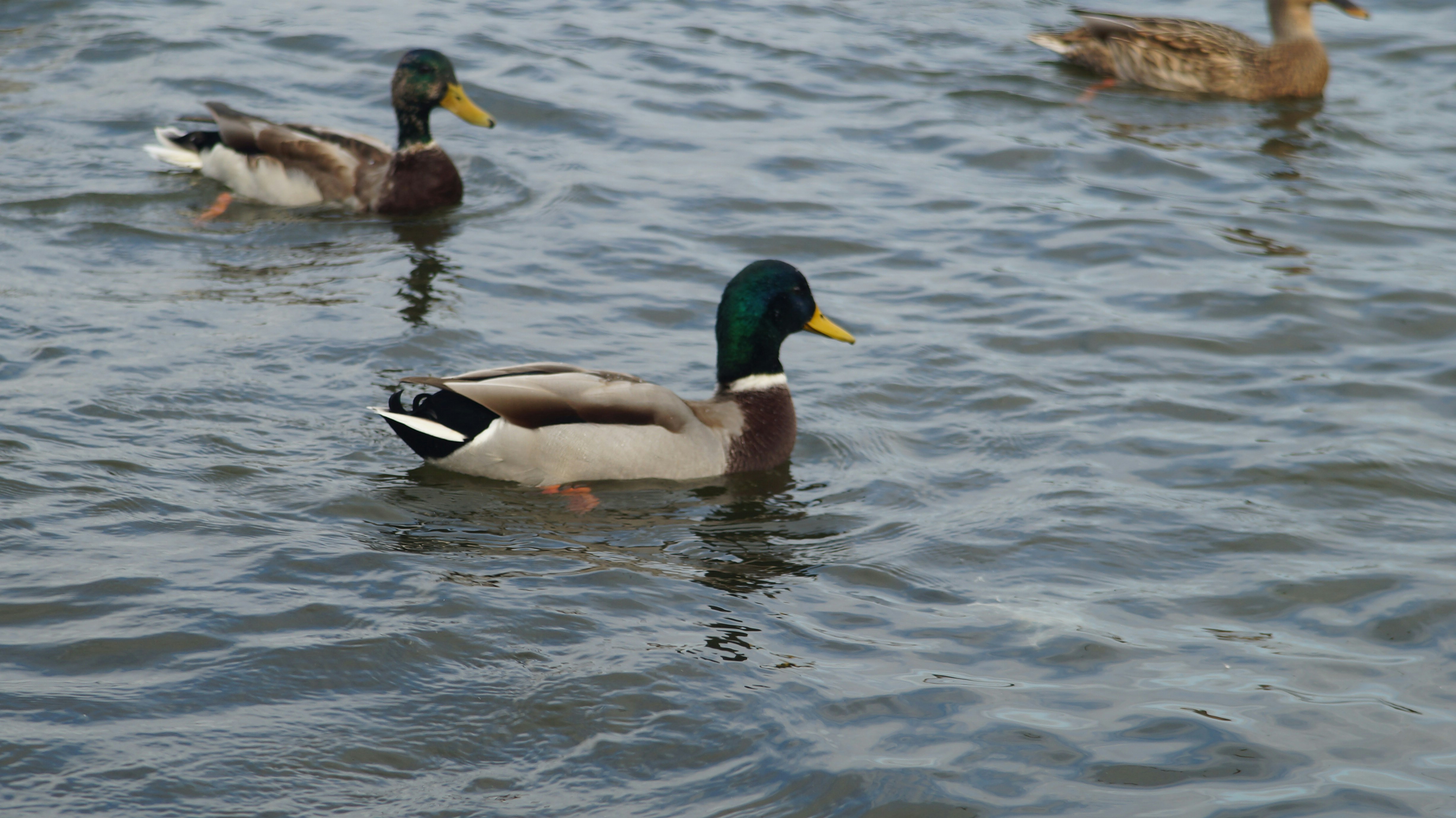 Three ducks swimming in the water