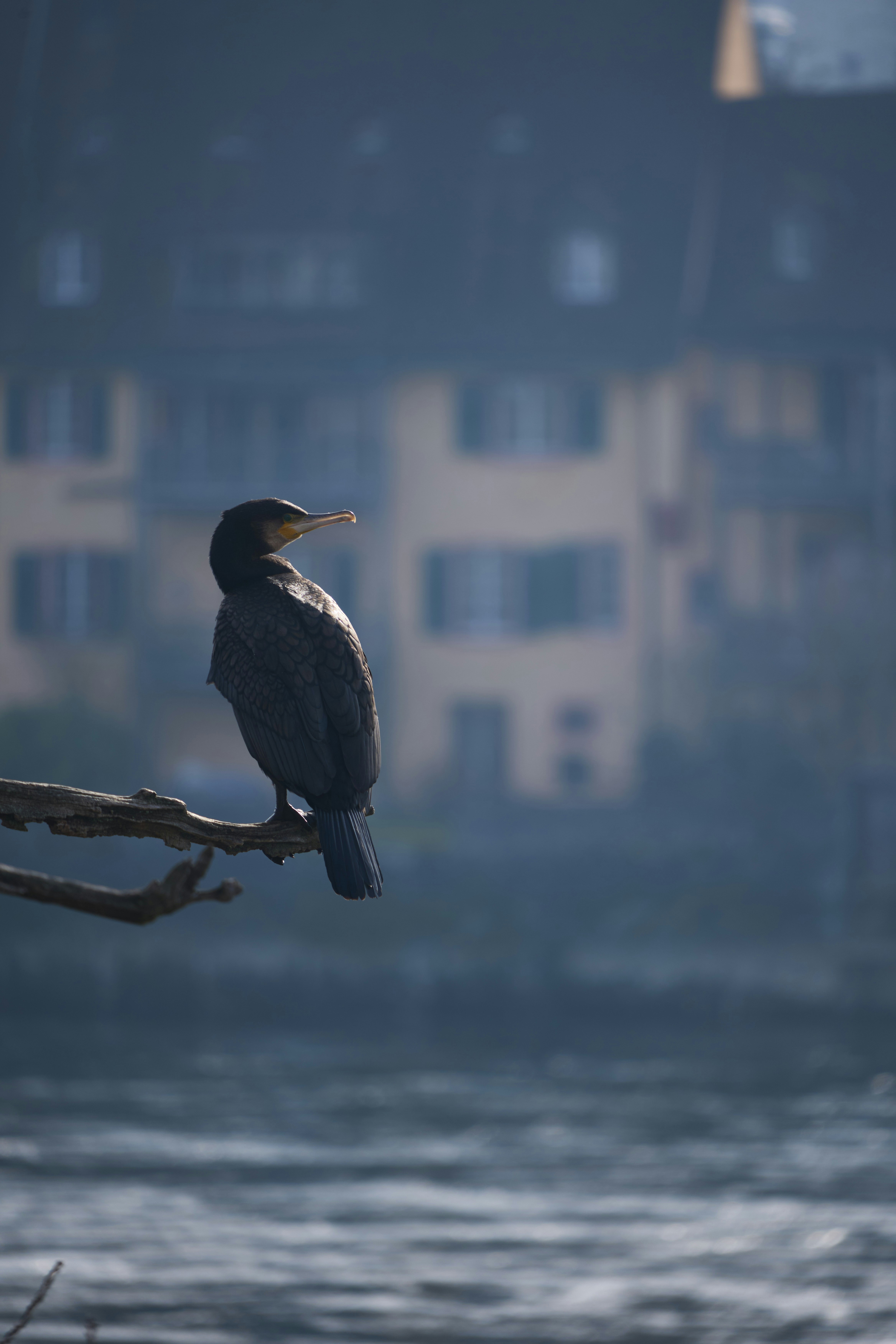 Perched Sentinel: a lone cormorant surveys a misty riverside backdrop