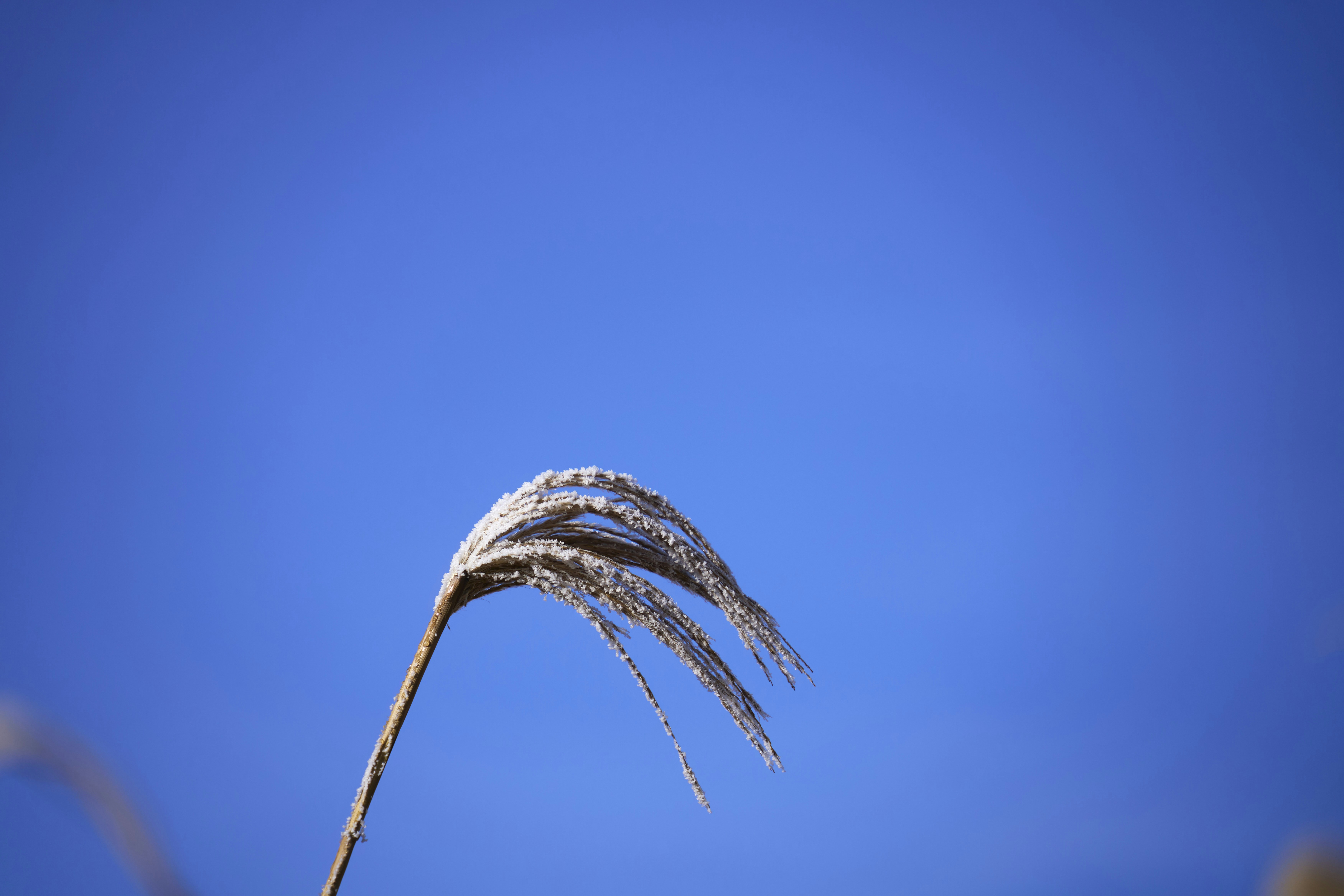 A single blade of grass against a blue sky
