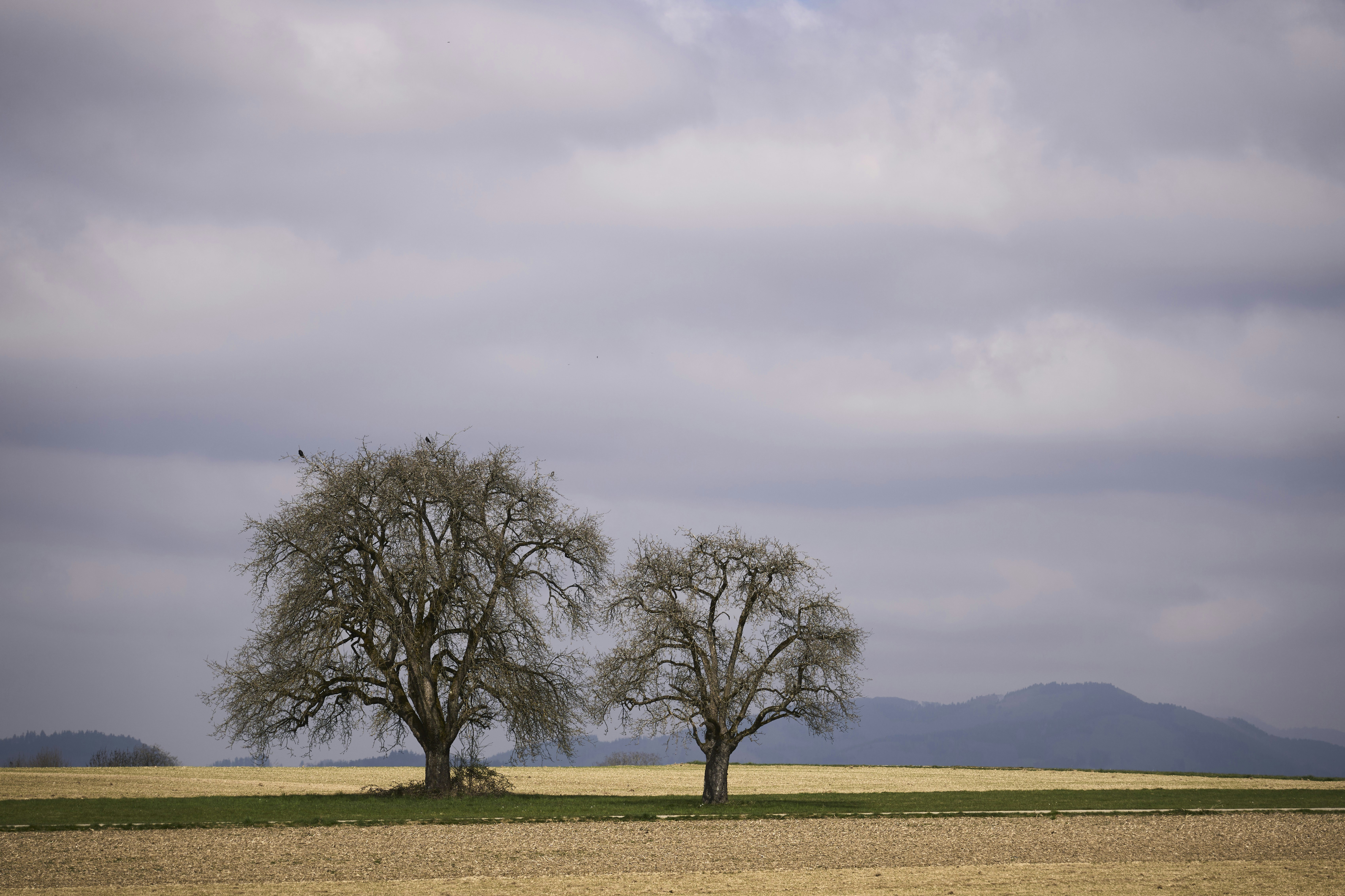 Two bare trees stand in a field under clouds.