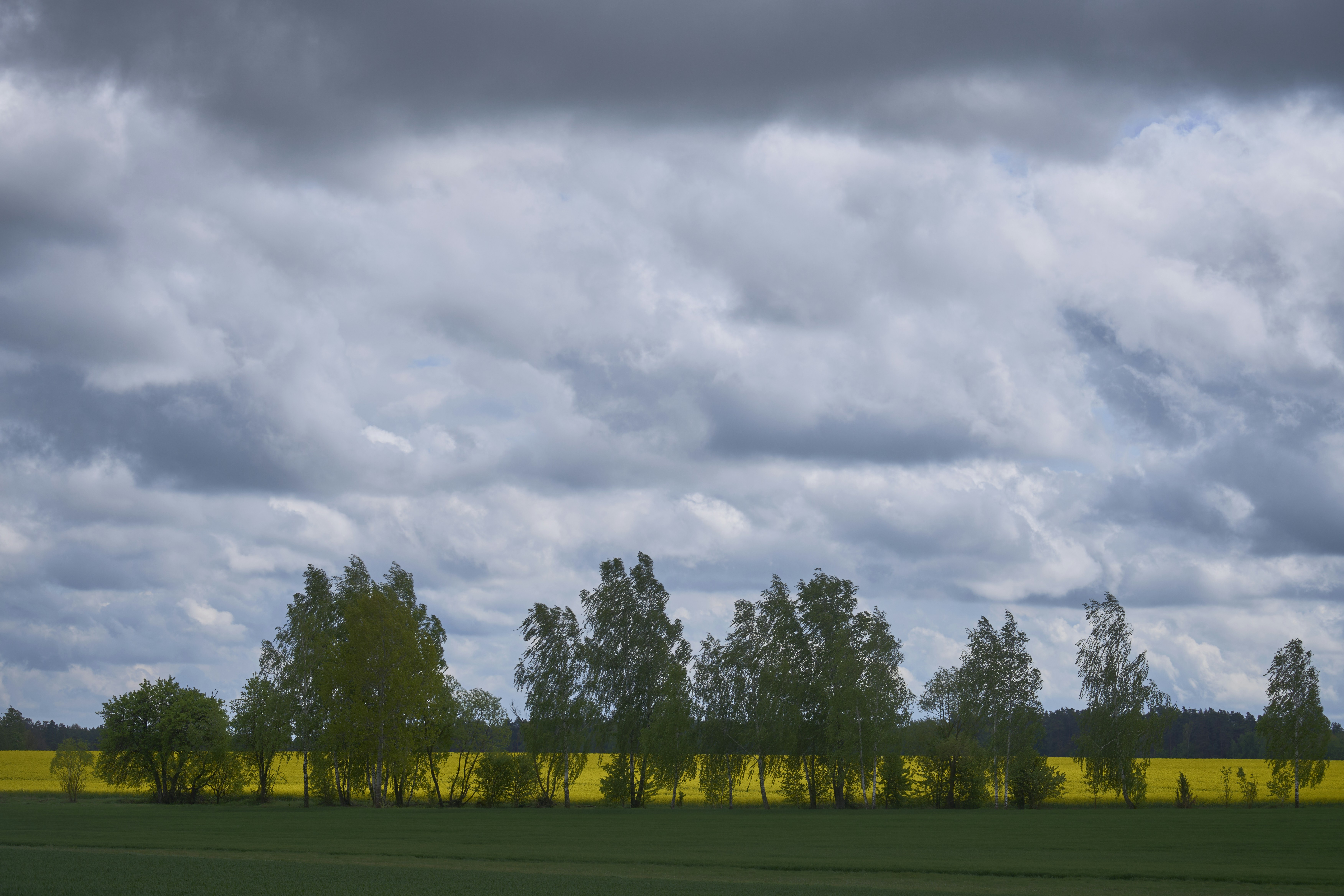 Canola field with trees under cloudy sky