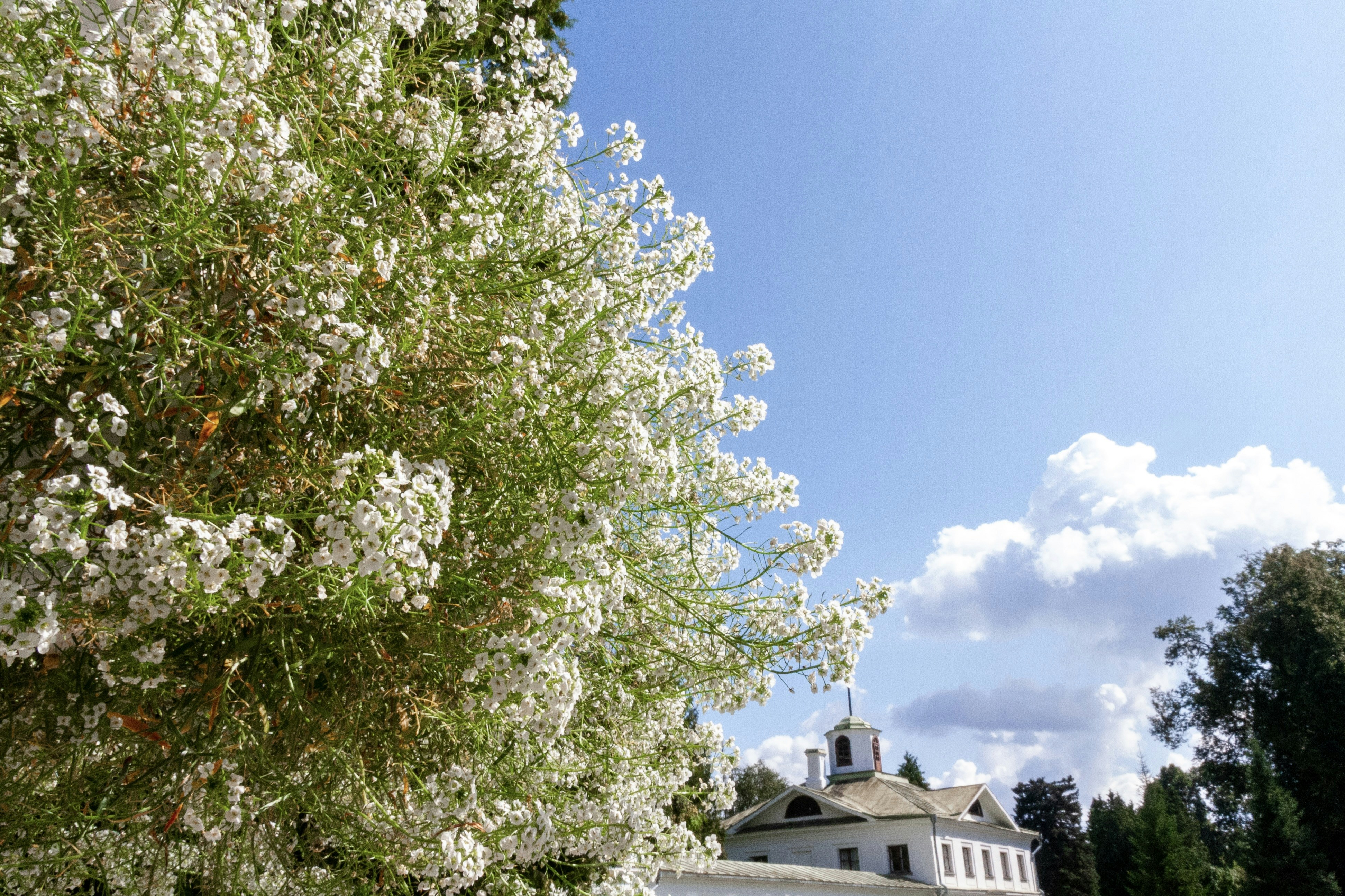 White flowers bloom against a blue sky with building.