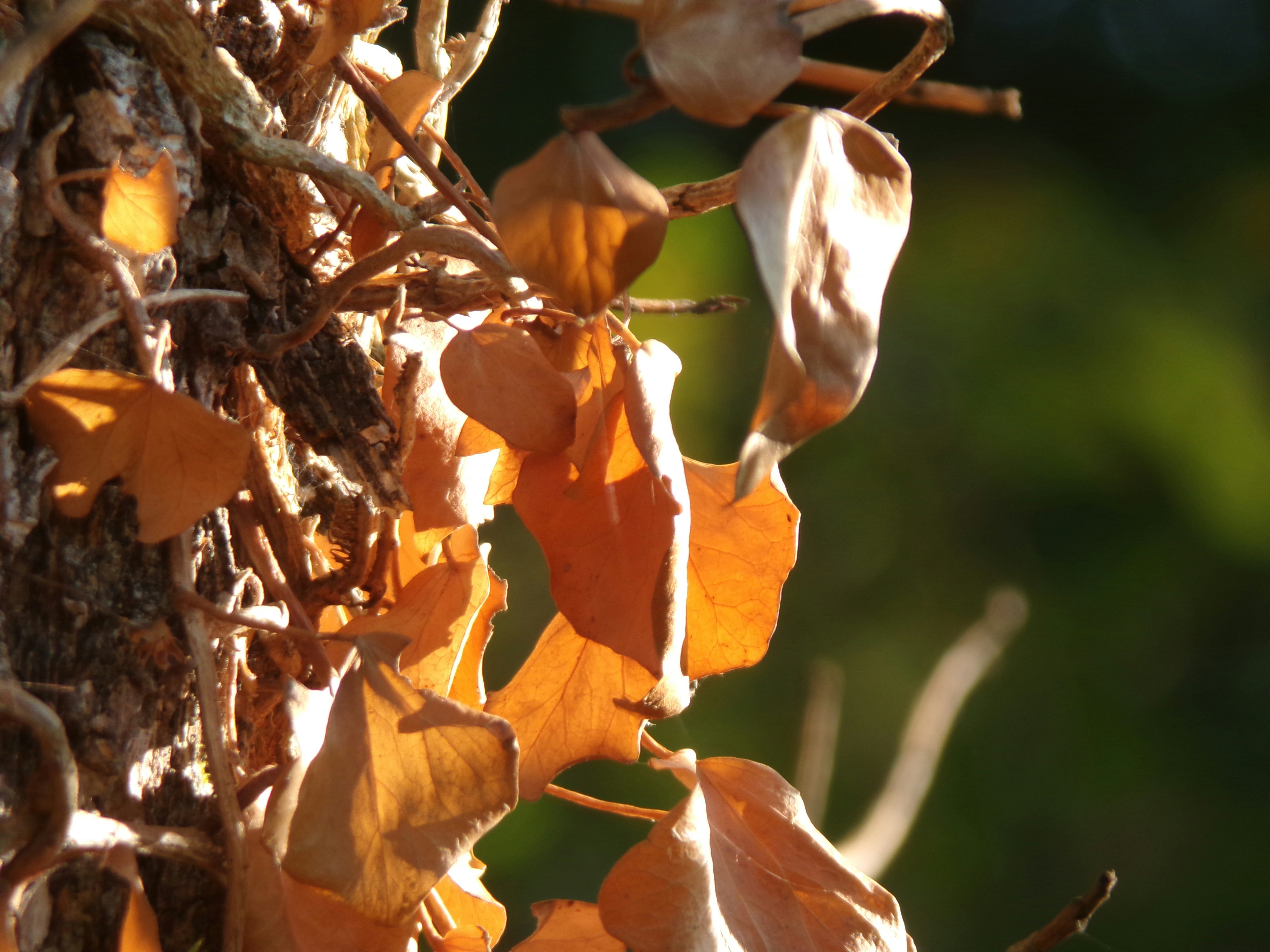 Dried orange leaves clinging to a tree trunk, illuminated by soft sunlight. The background features a blurred green bokeh effect.