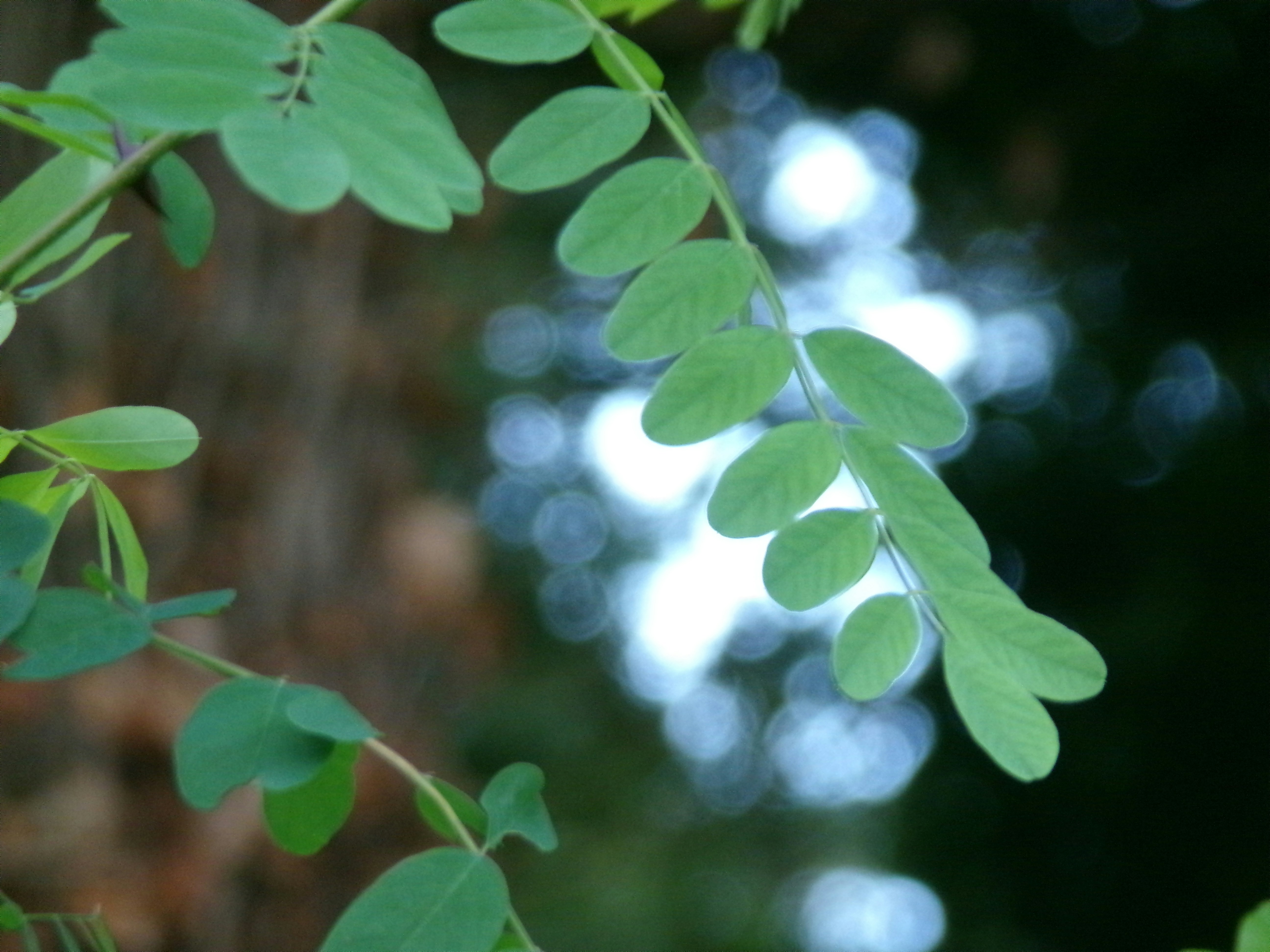 Close-up of a branch with vibrant green leaves against a softly blurred background, highlighting the beauty of natural textures.