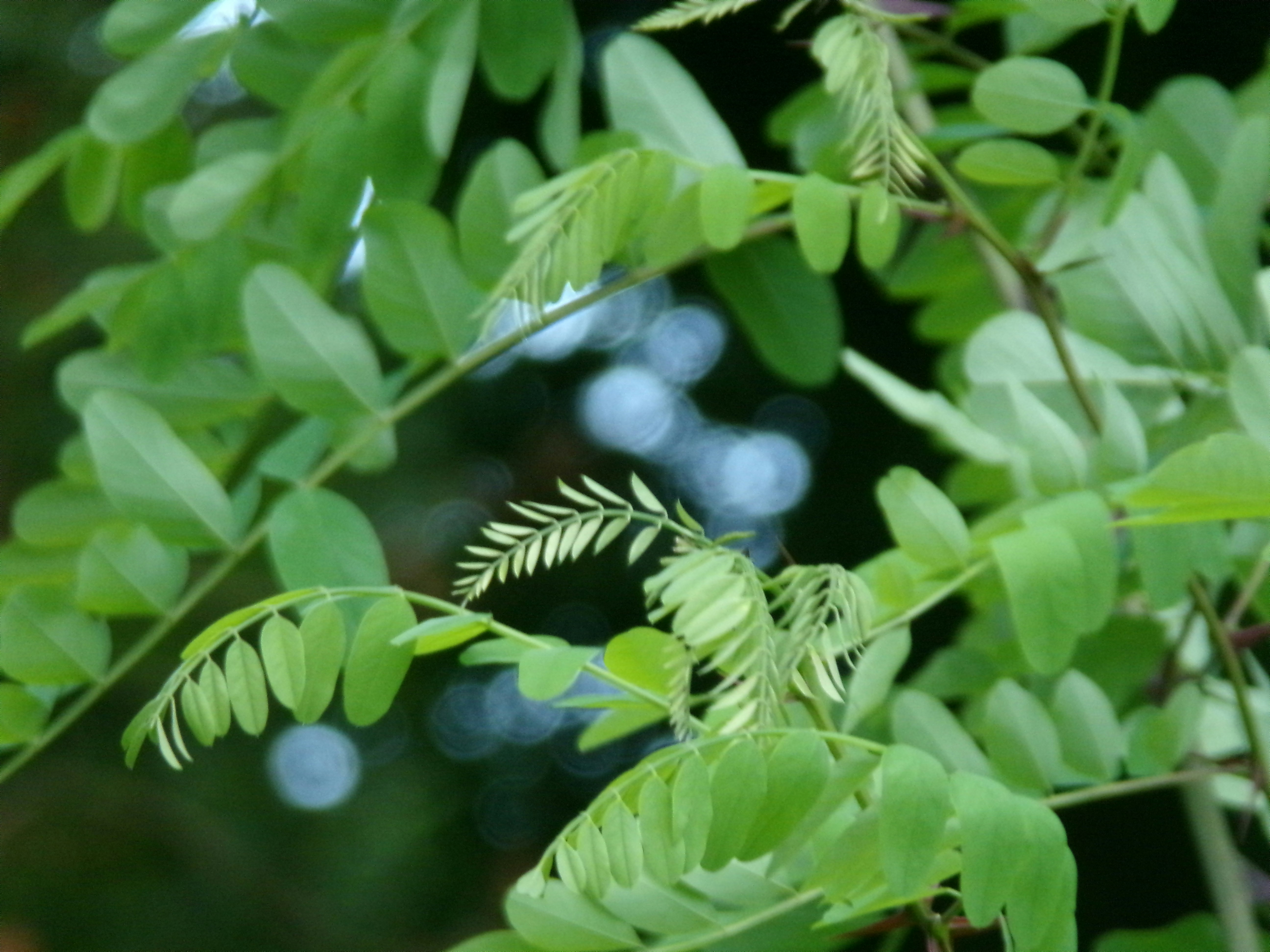 Delicate green leaves intertwine, showcasing the intricate beauty of nature in a lush setting.