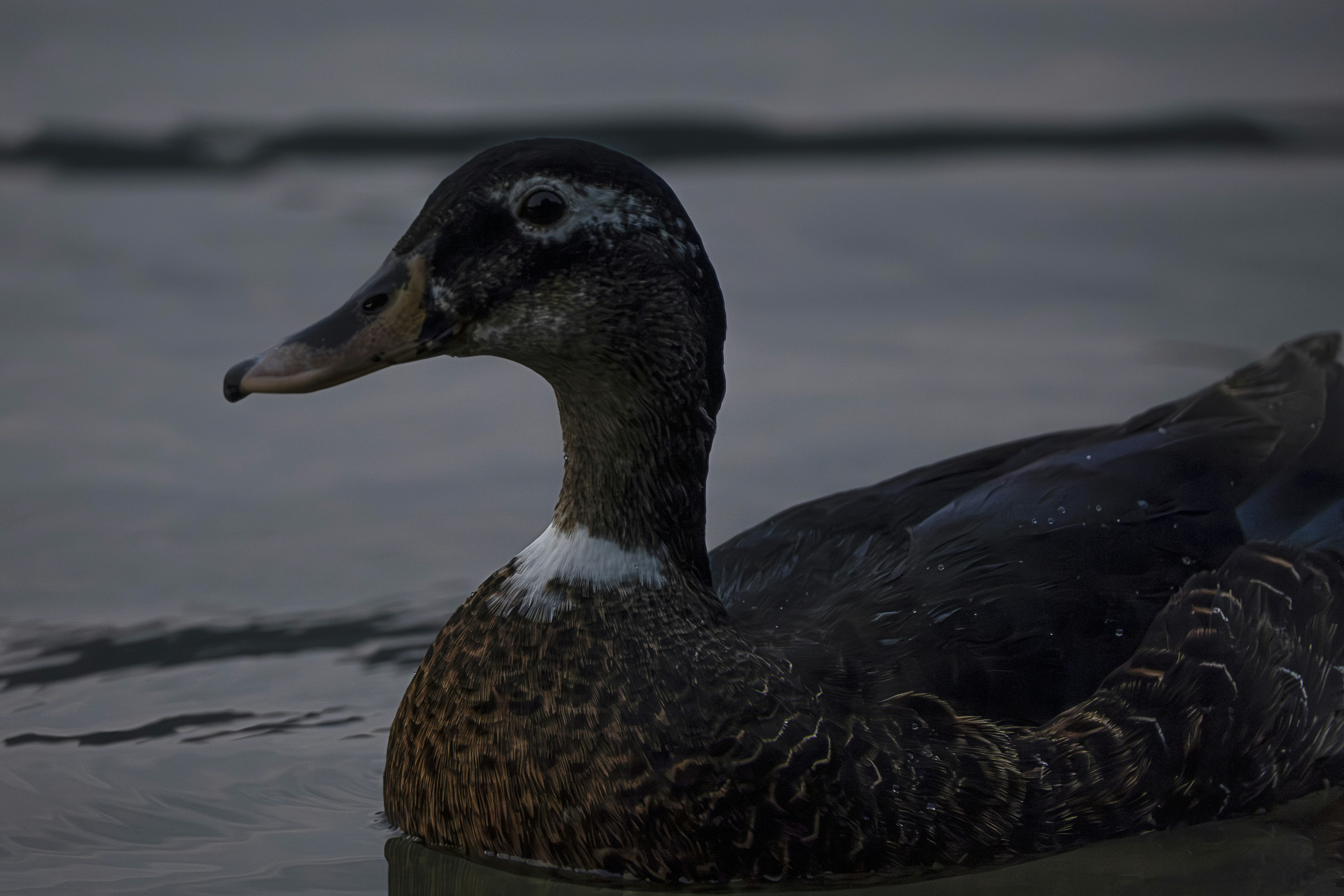 Dusky Mallard at the Waterline: Texture in Low Light