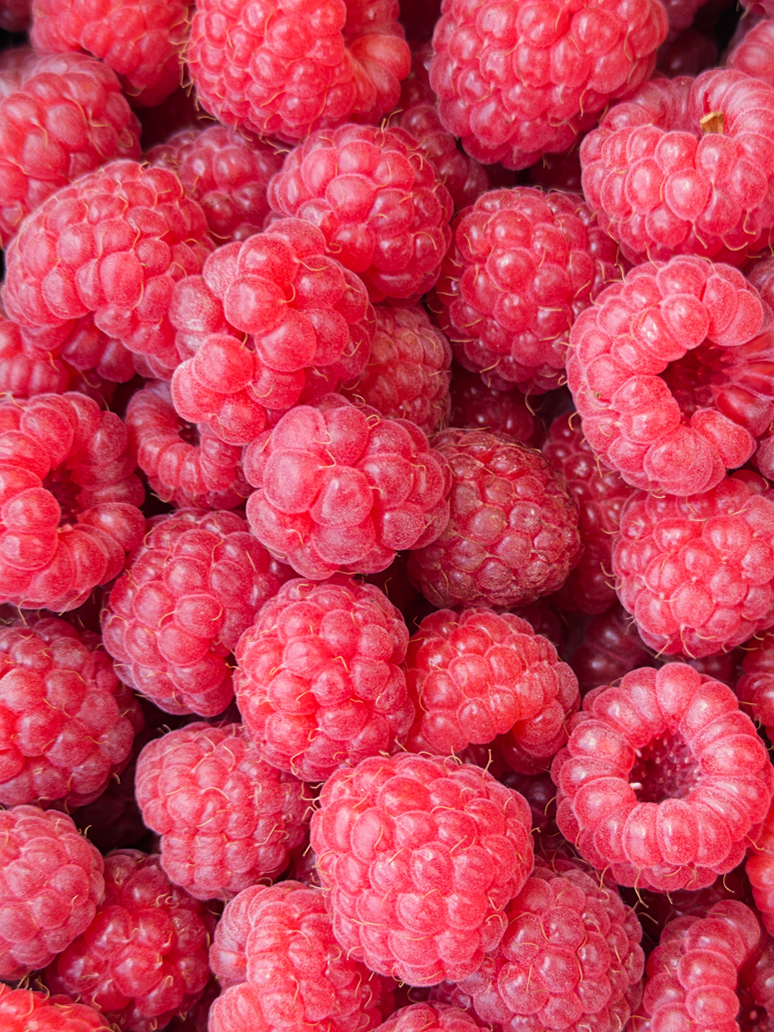 A Berry Abundance: Nature's Ruby Treasures