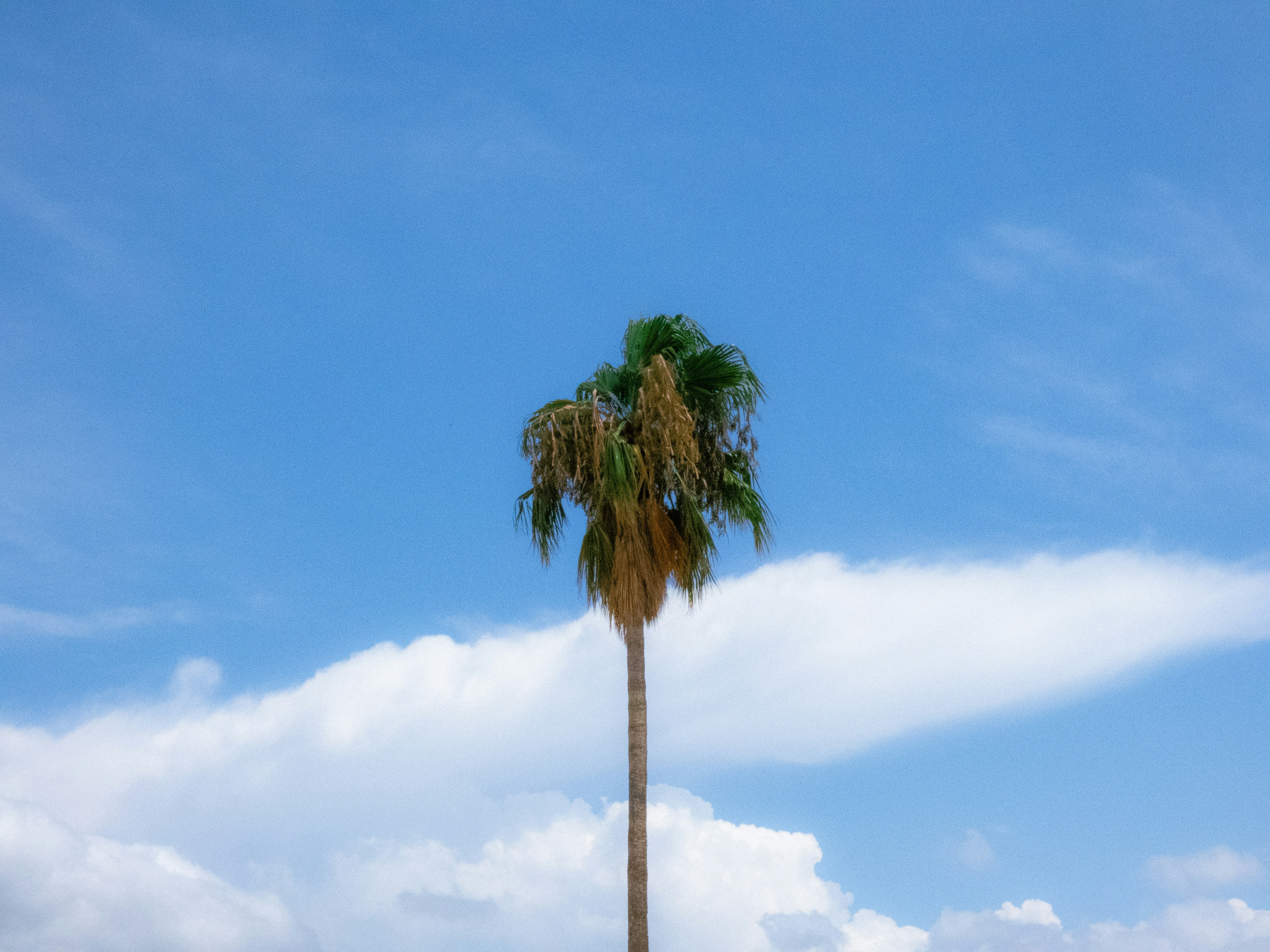 Palm Tree | A single palm tree against a blue sky.
