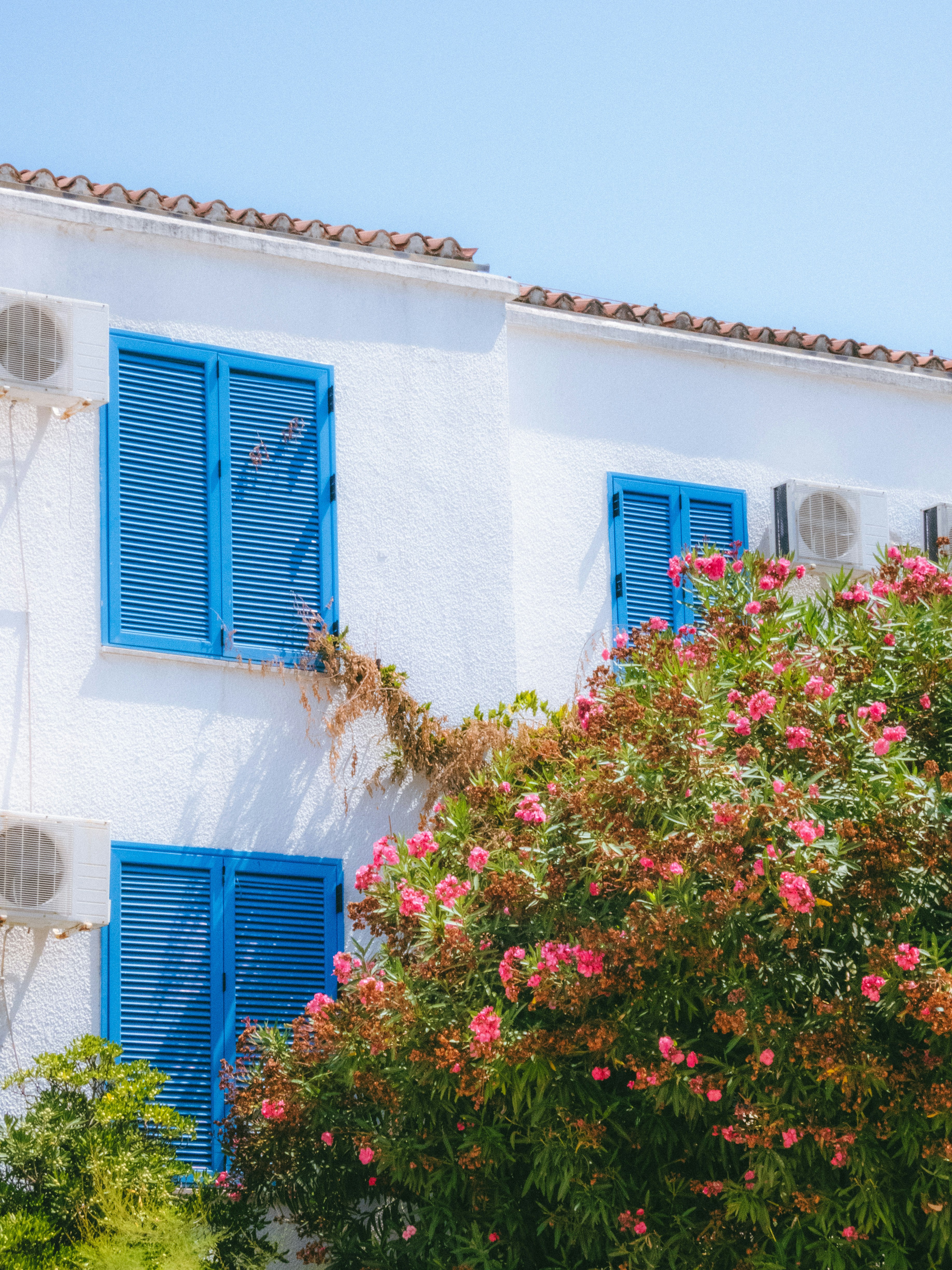 A Mediterranean-style house with bright blue shutters and blooming pink oleanders in front. | White building with blue shutters and pink flowers