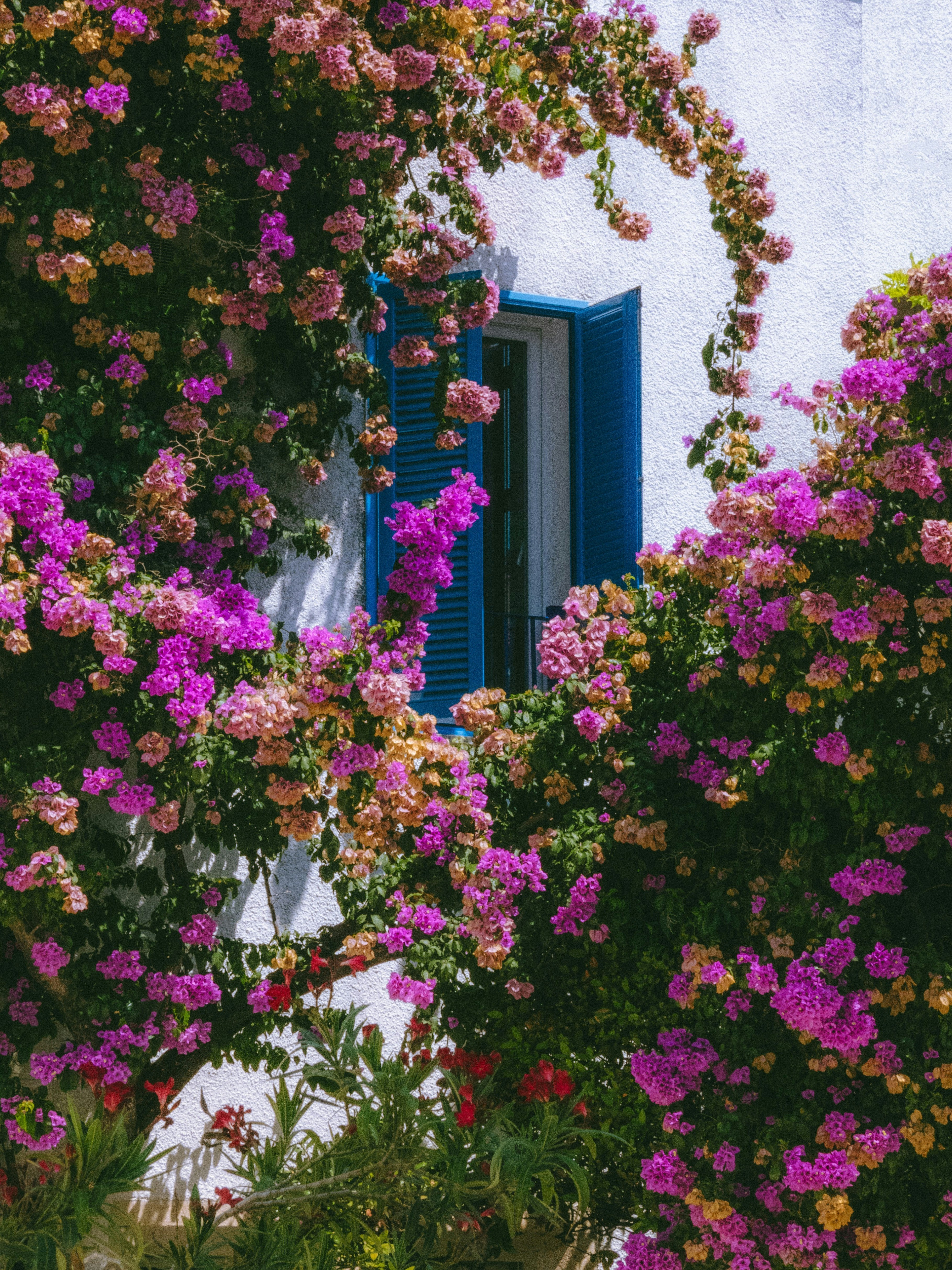 A vibrant bougainvillea climbing around a white wall with a blue wooden window. | Vibrant bougainvillea flowers cascade over a white wall with blue shutters.