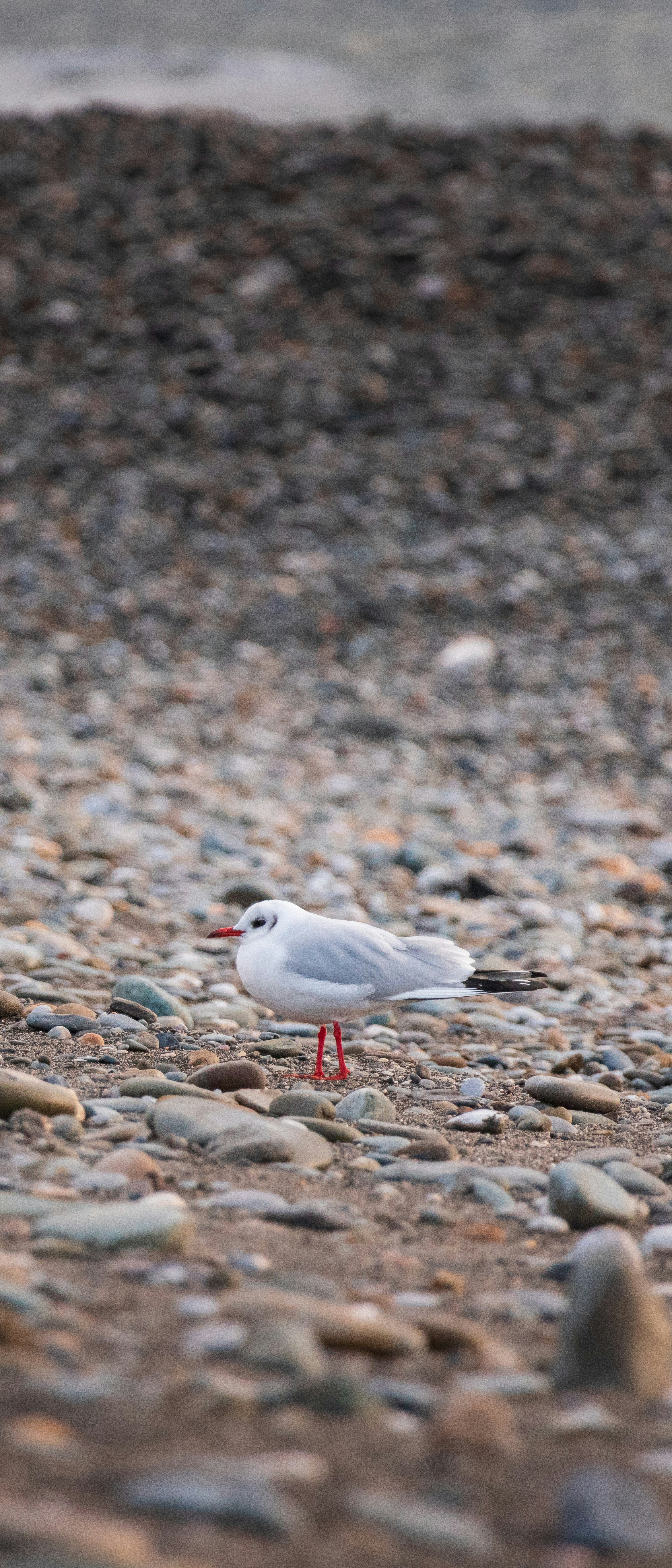 A white seagull with red legs stands on a rocky shore.