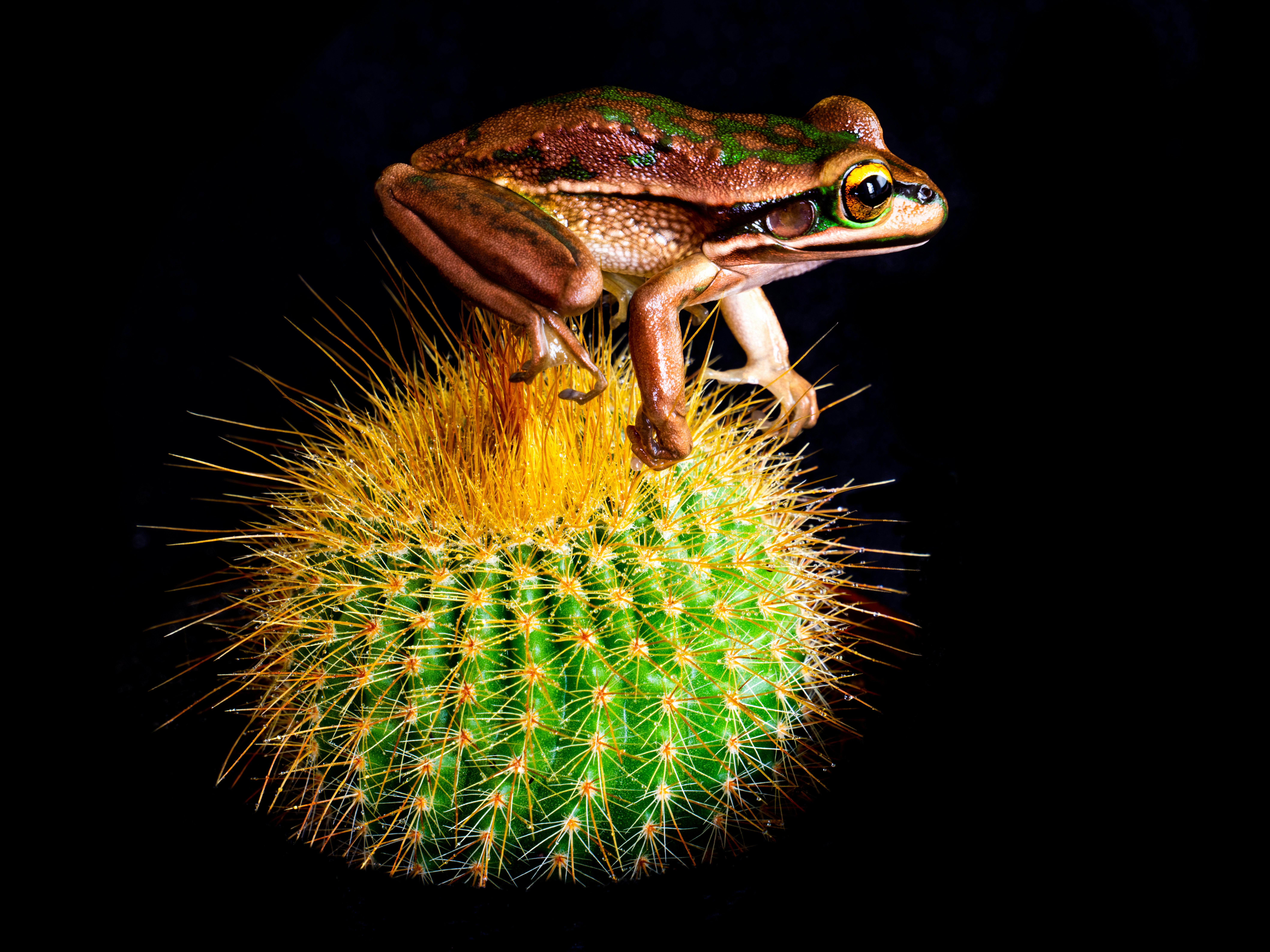A Balancing Act: Nature's Unlikely Duo