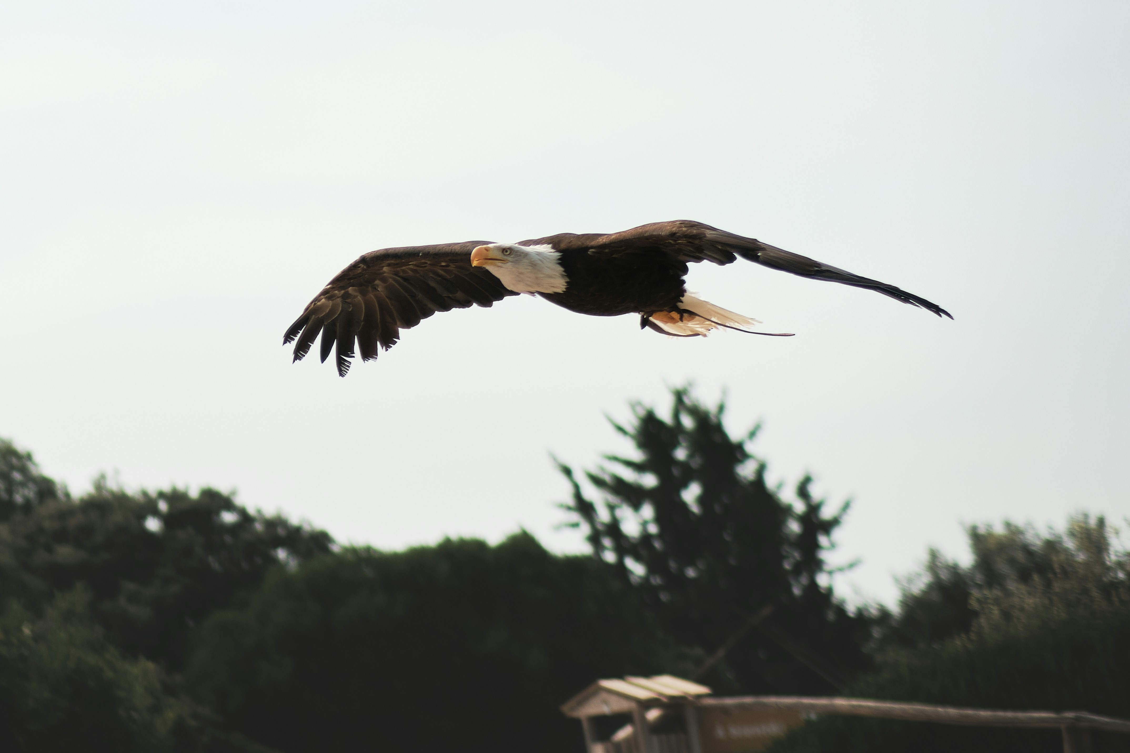 A majestic bald eagle glides effortlessly in midair, its distinctive white head and sharp beak prominent against the pale sky. A symbol of strength and freedom, captured in motion. | Bald eagle flying with wings spread wide.