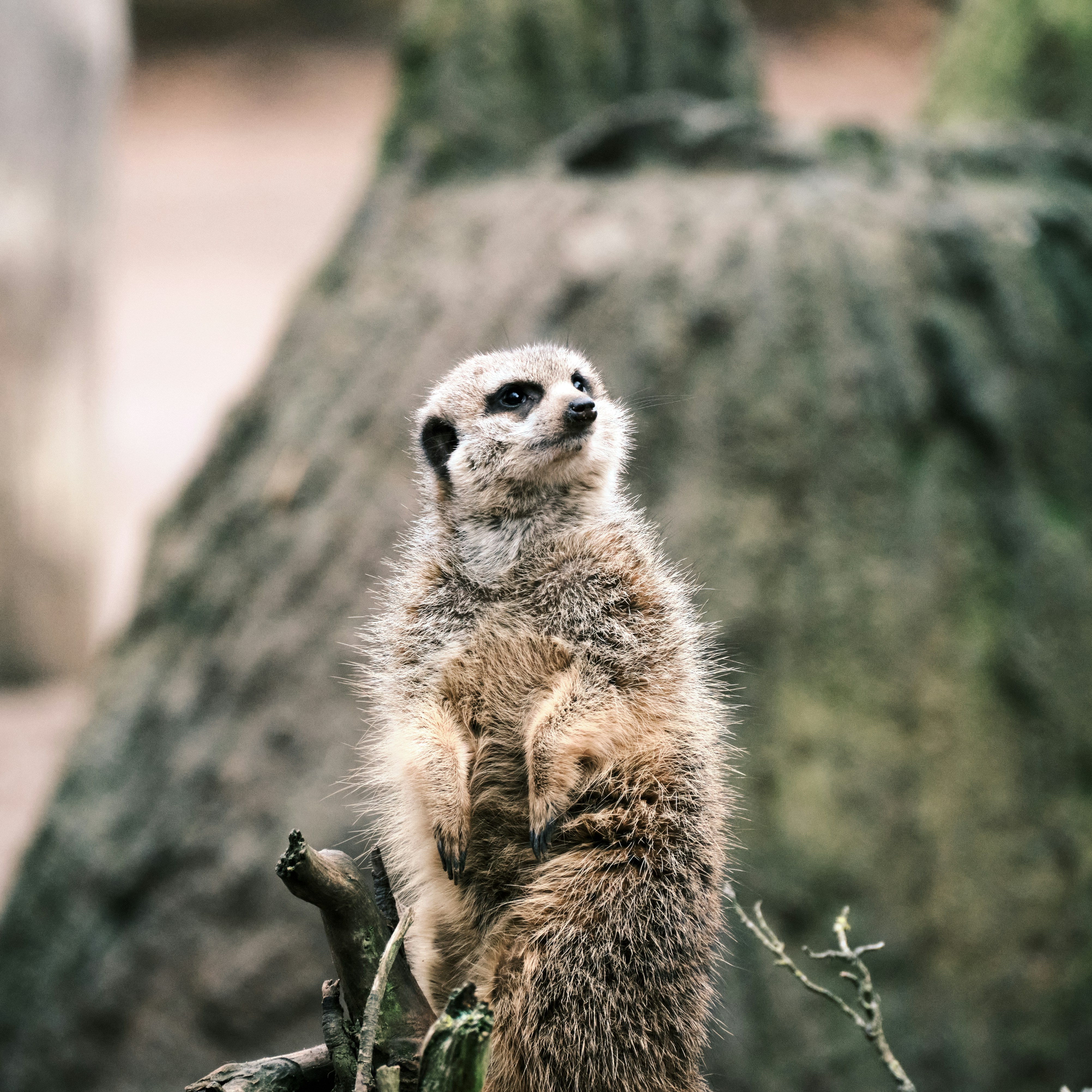 A meerkat standing alert atop a branch, surveying its surroundings with keen interest. The natural habitat provides a blurred backdrop, emphasizing the subject's focus.