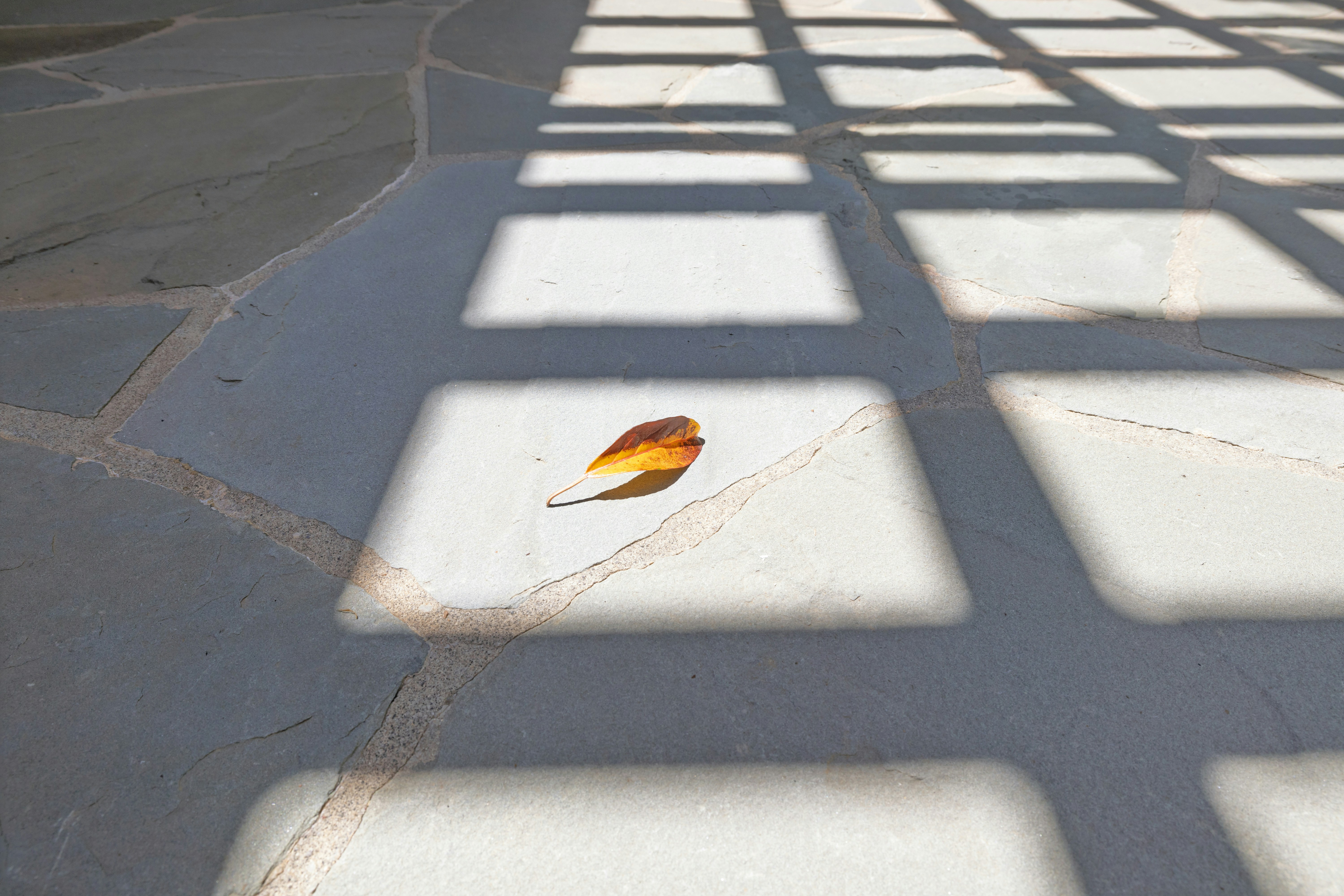 Whispers of Autumn: Nature's Simple Elegance