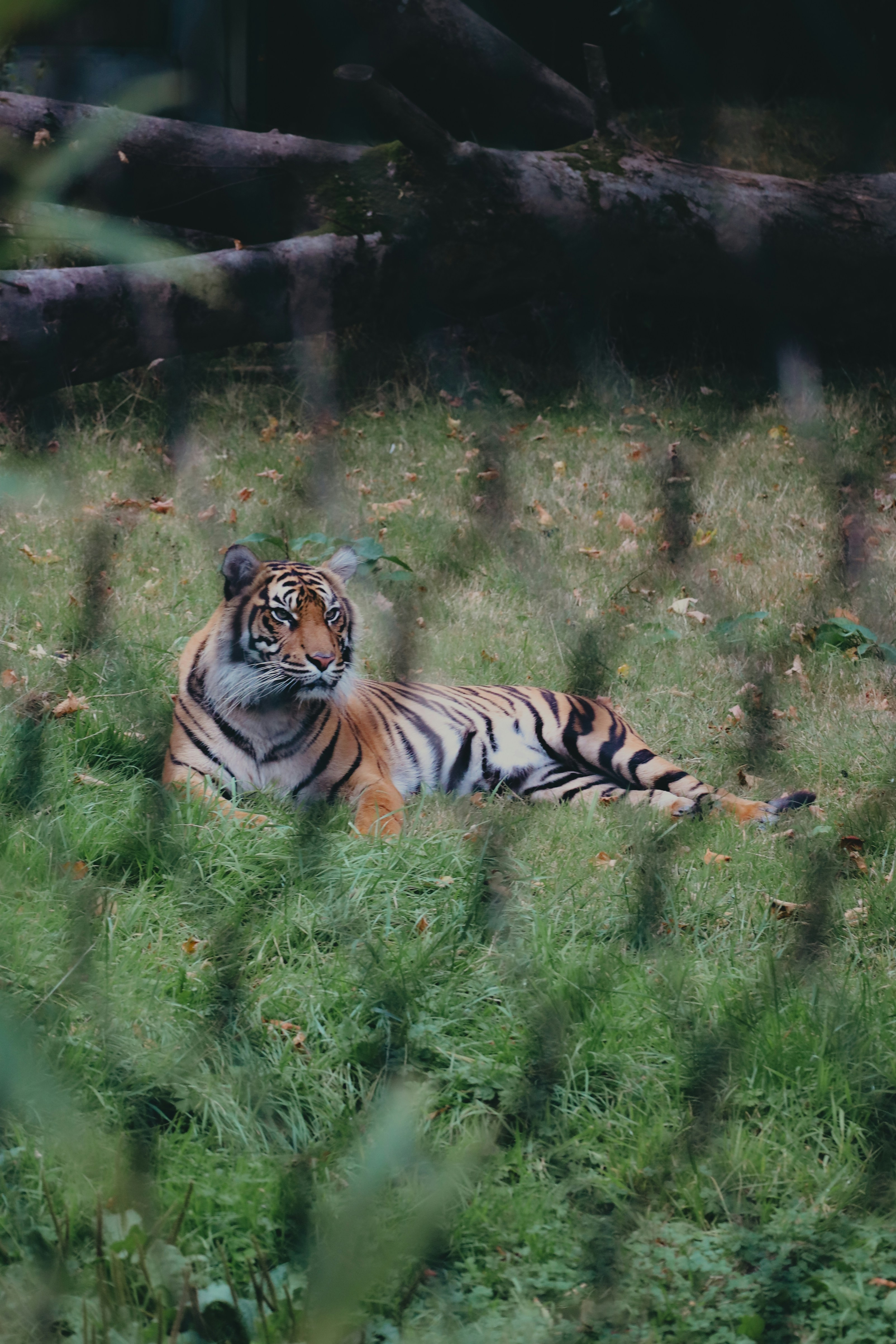 A tiger lounging in a lush green habitat, partially obscured by foliage. The scene captures the essence of wildlife tranquility.