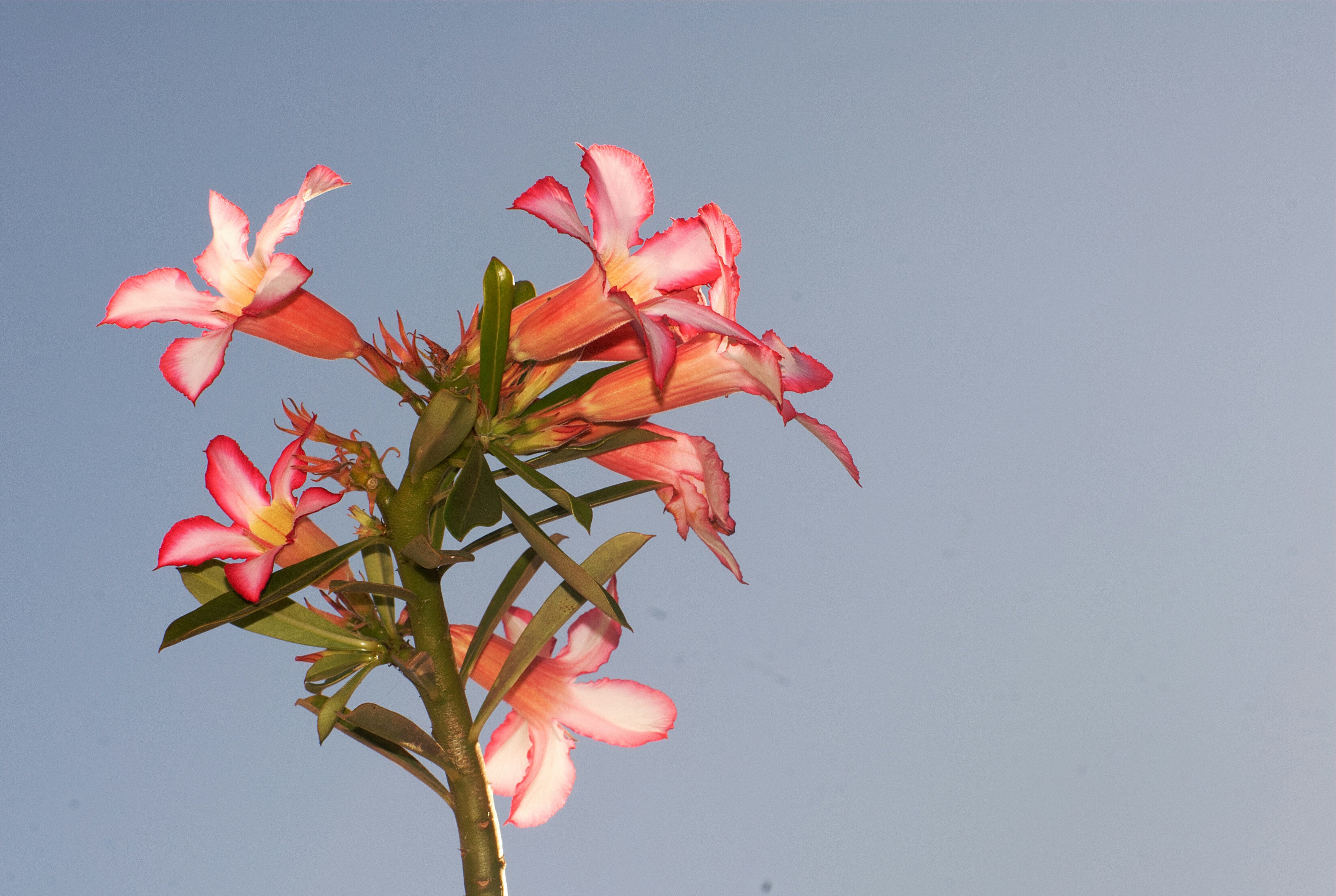 Pink desert roses in the sunlight | Pink desert rose flowers against a clear blue sky